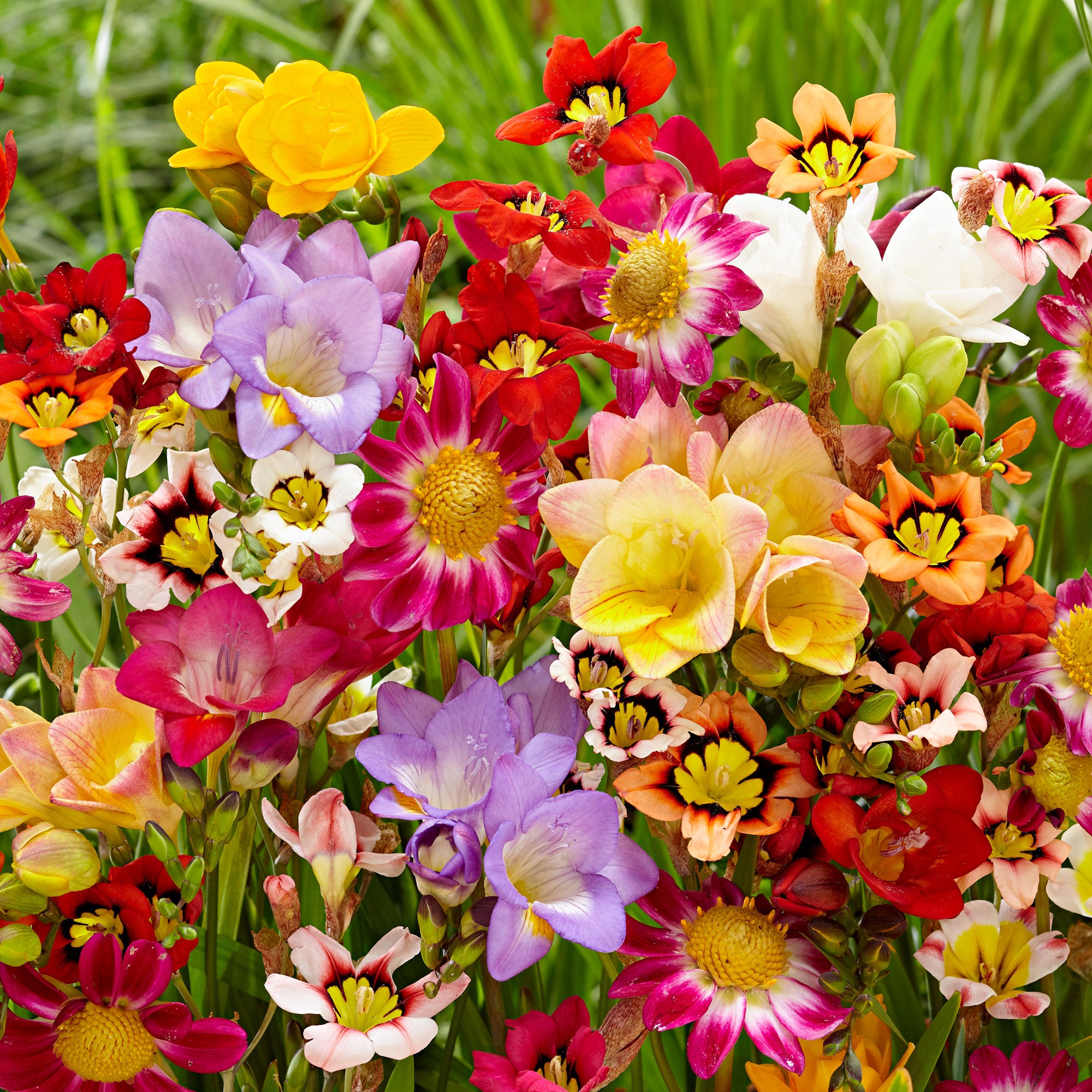Packs, Collections and Mixed Bulbs for Sale | Buy Flower Bulbs Online ...