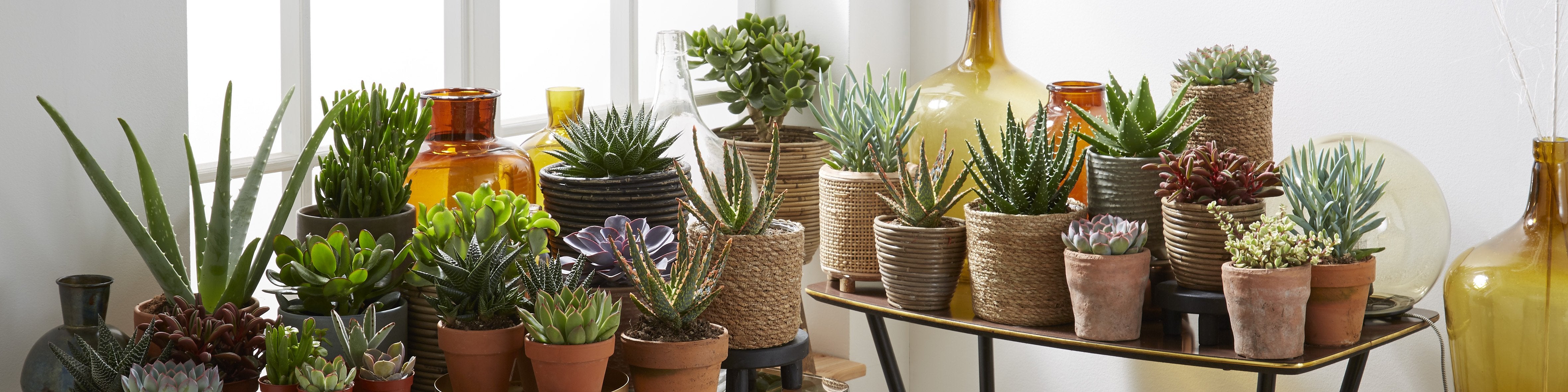 Succulents | Bakker.com