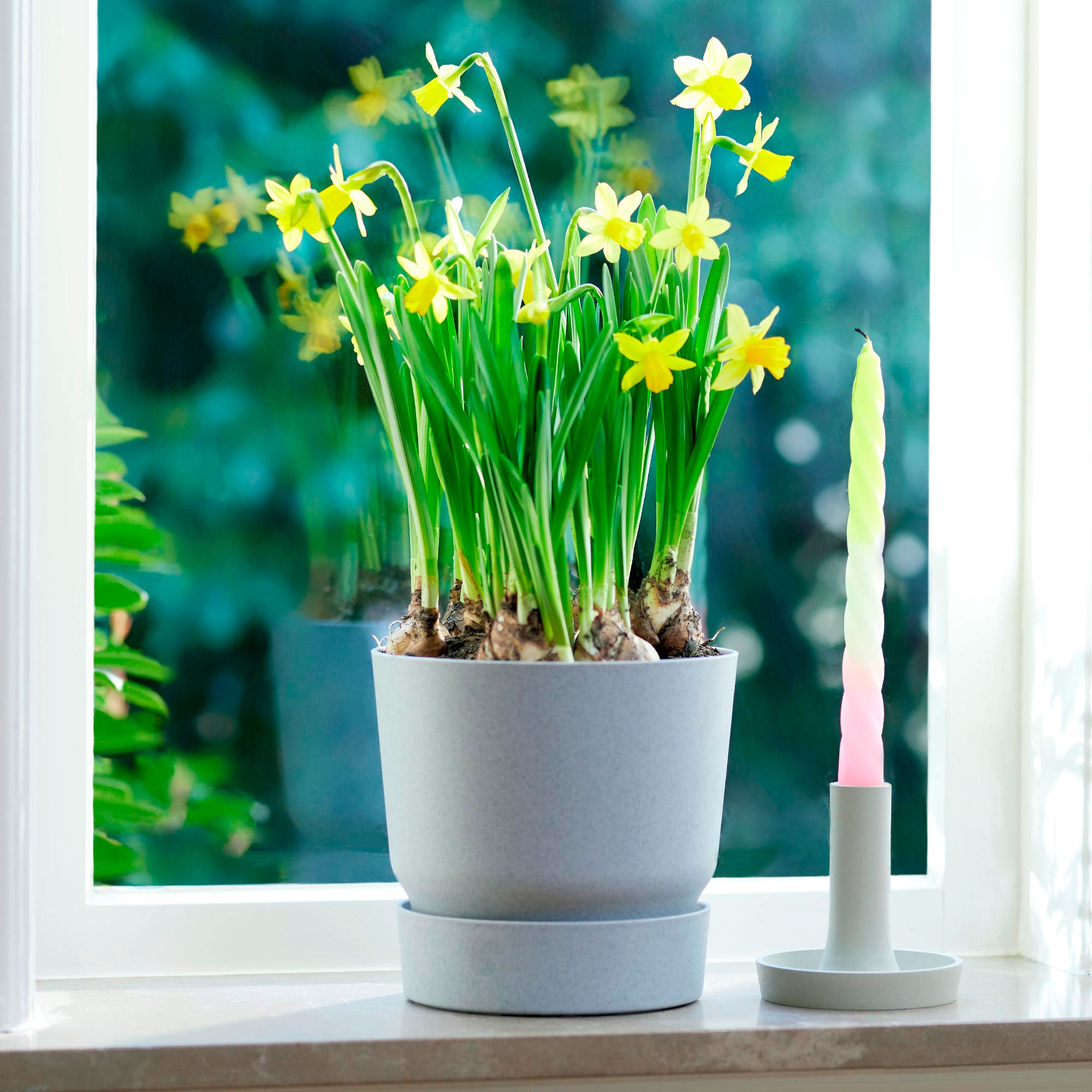 Spring bulbs for Sale | Buy Flower Bulbs Online | Bakker.com
