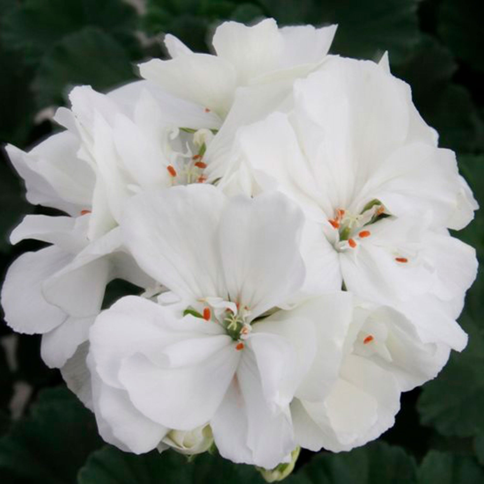 Buy a container plant now 3x Geraniums Pelargonium 'White' white ...