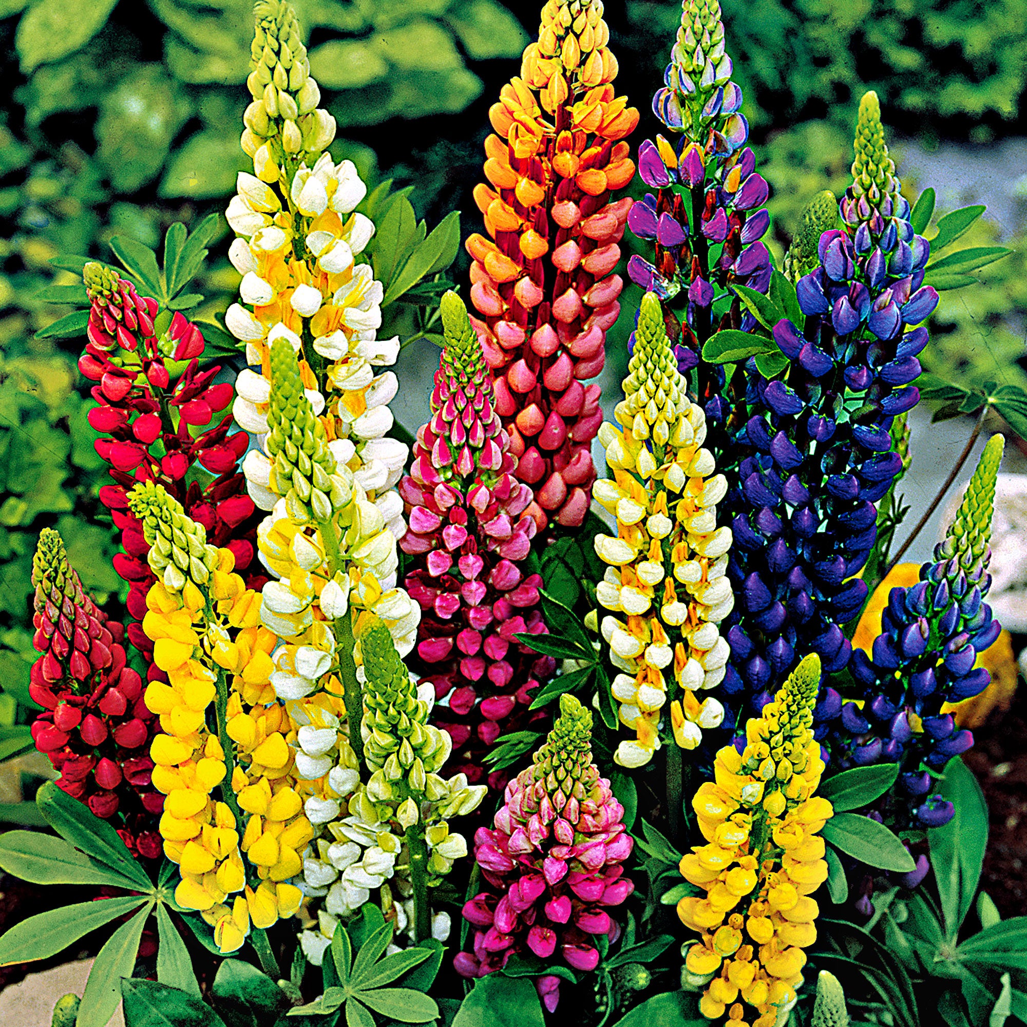 Buy hardy perennial Dwarf lupins Lupinus - Mix 'Gallary' - Bare rooted ...