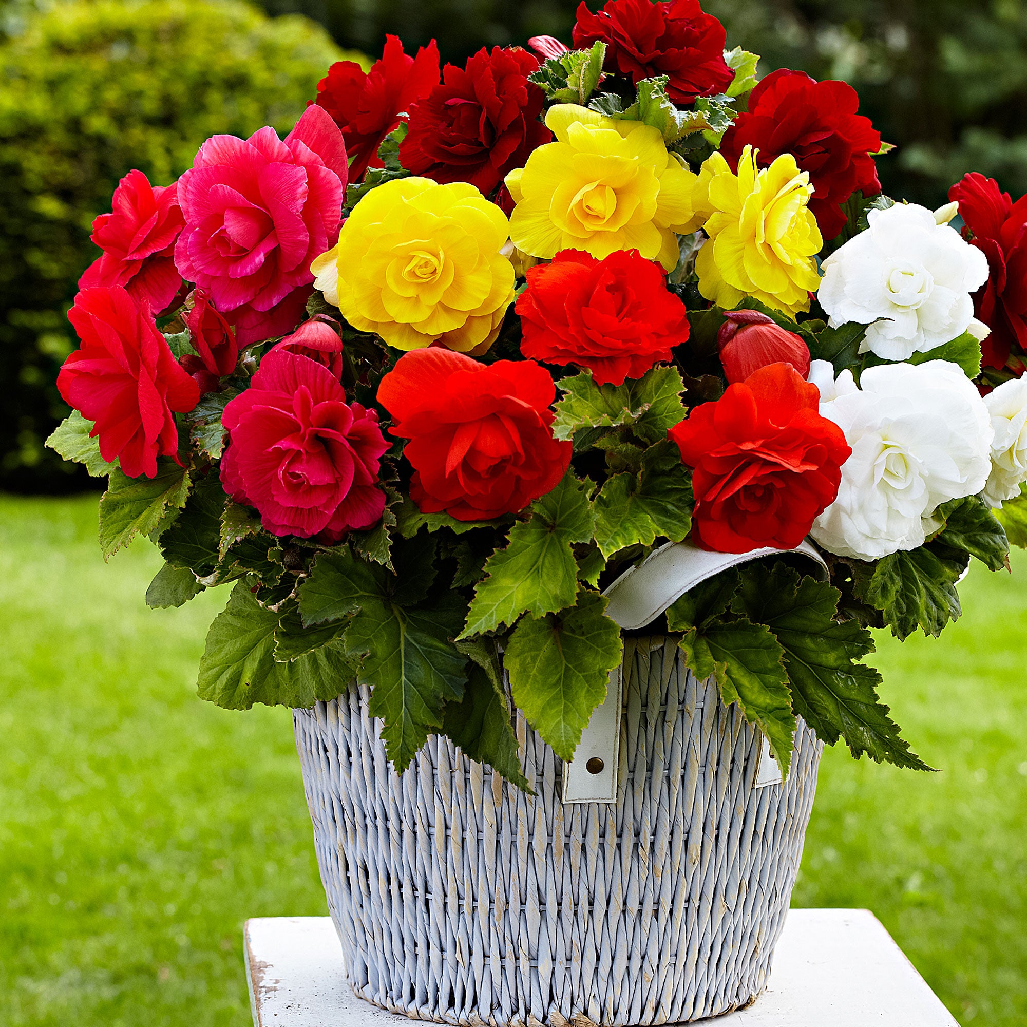Buy Double Begonia mix 'Double Colors' | Bakker.com