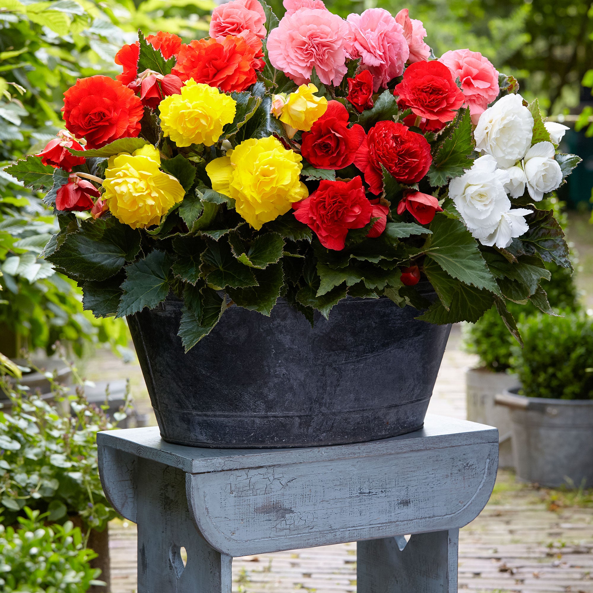 Buy 6x Begonia 'Non Stop' - Mix | Bakker.com