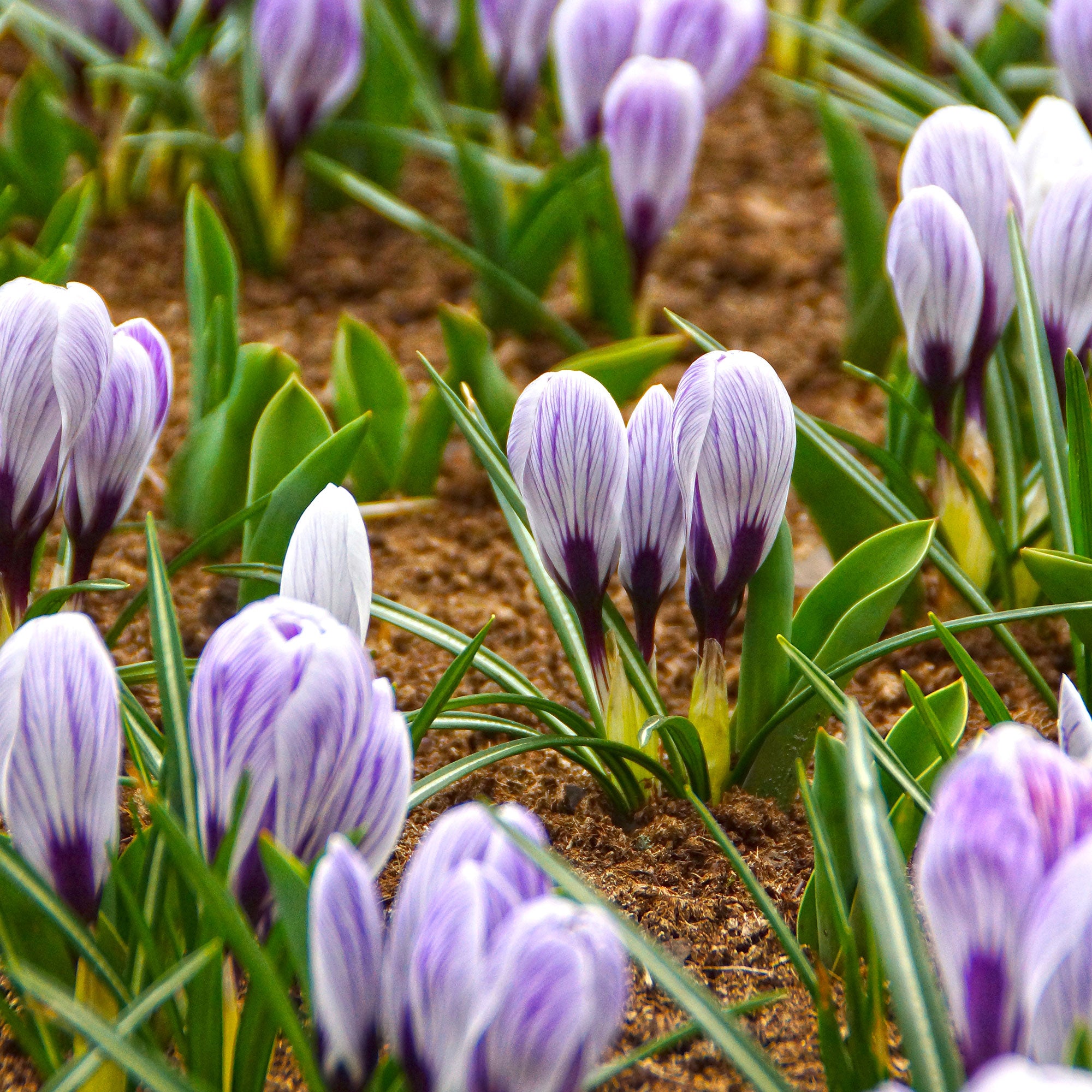 Buy 25x Large-flowered Crocus Crocus 'Pickwick' purple | Bakker.com
