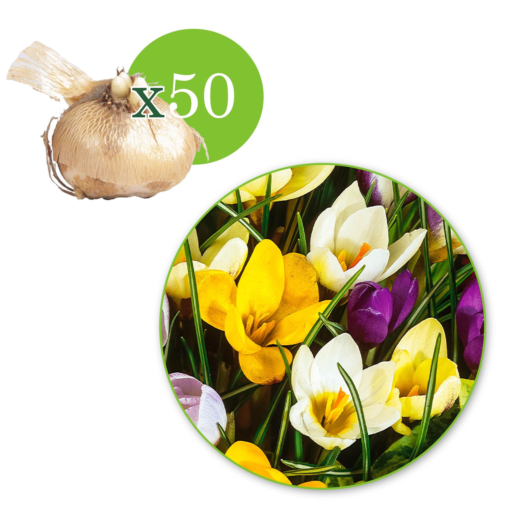 Buy 50x Crocus Crocus - Mix 'For Fun' purple-yellow-white | Bakker.com