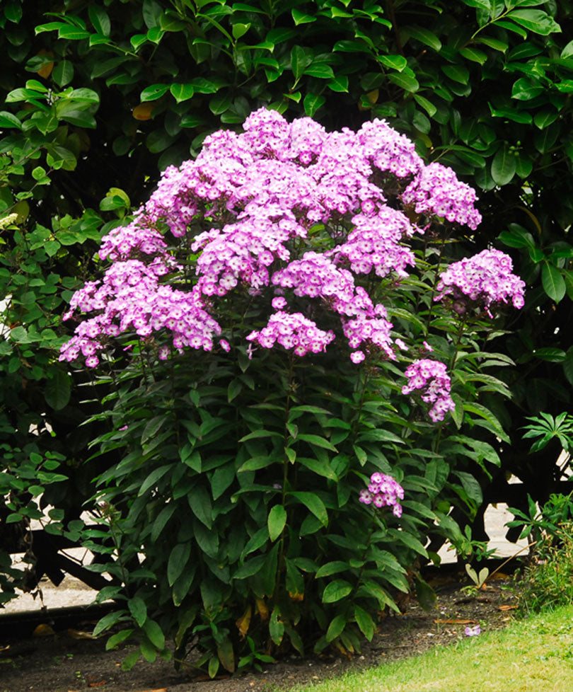 Garden Phlox Laura | Fasci Garden