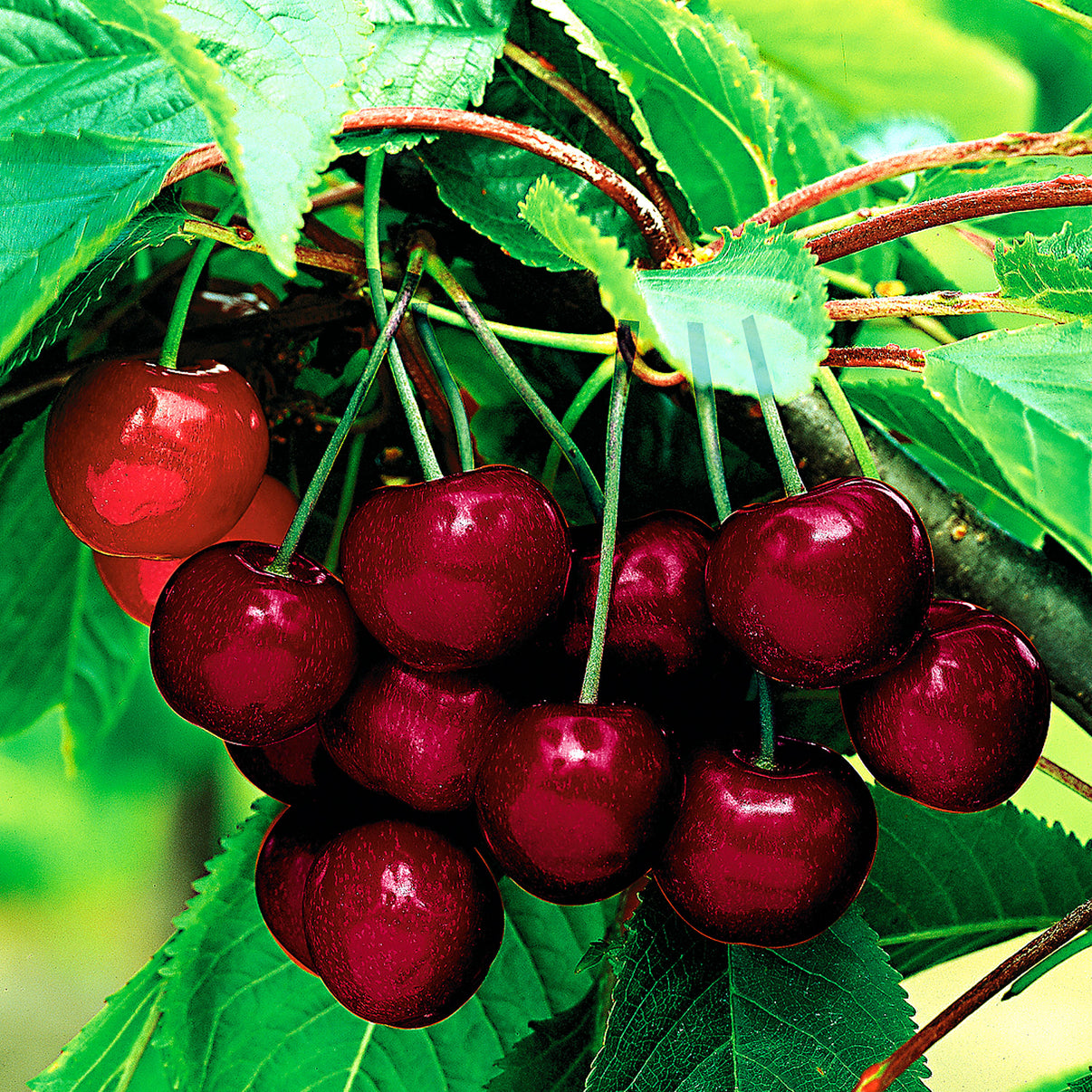 Buy Potted Patio Cherry Tree - Hardy plant | Bakker.com