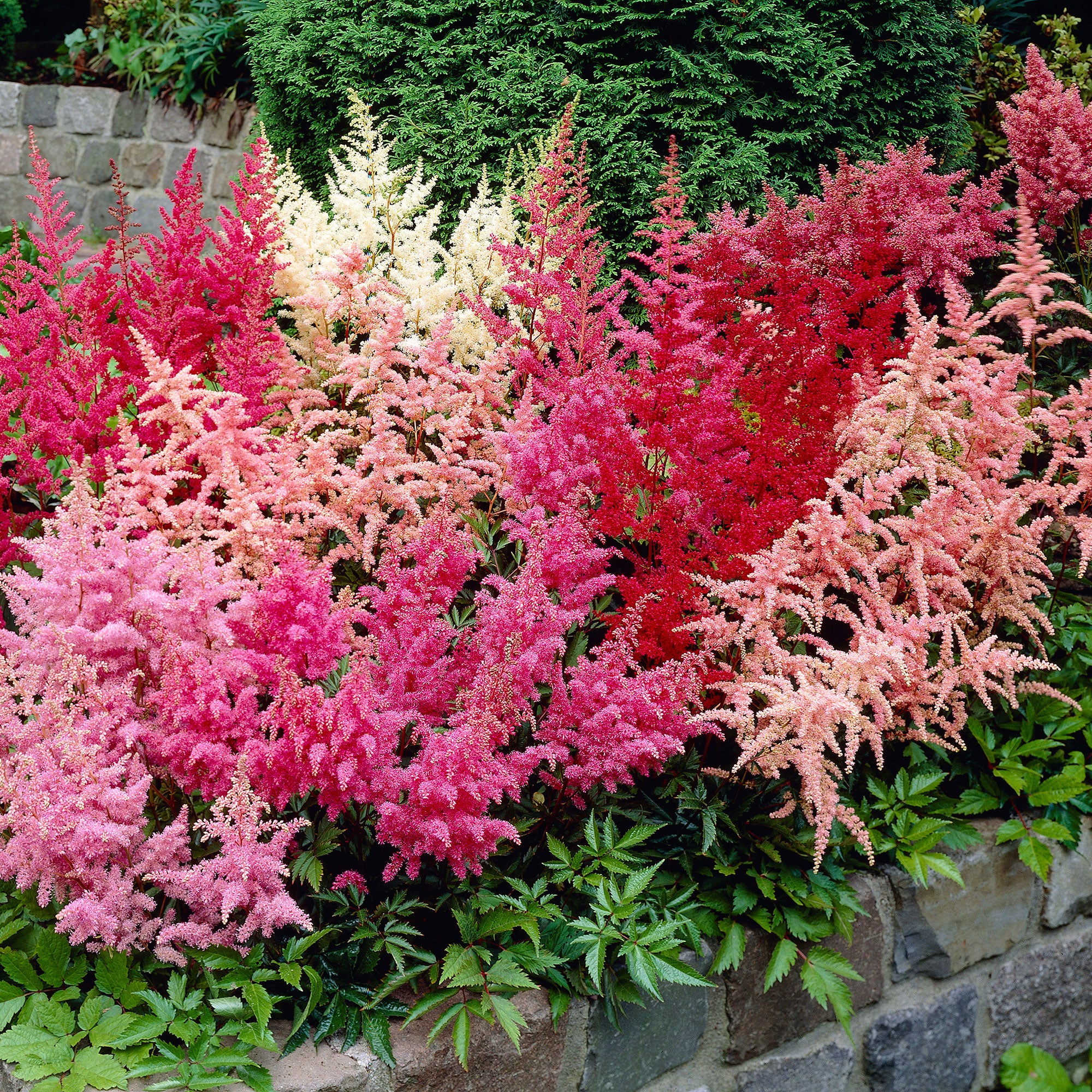 Buy hardy perennial 5x Astilbe - Mix "Magic" - Bare-rooted - Hardy ...