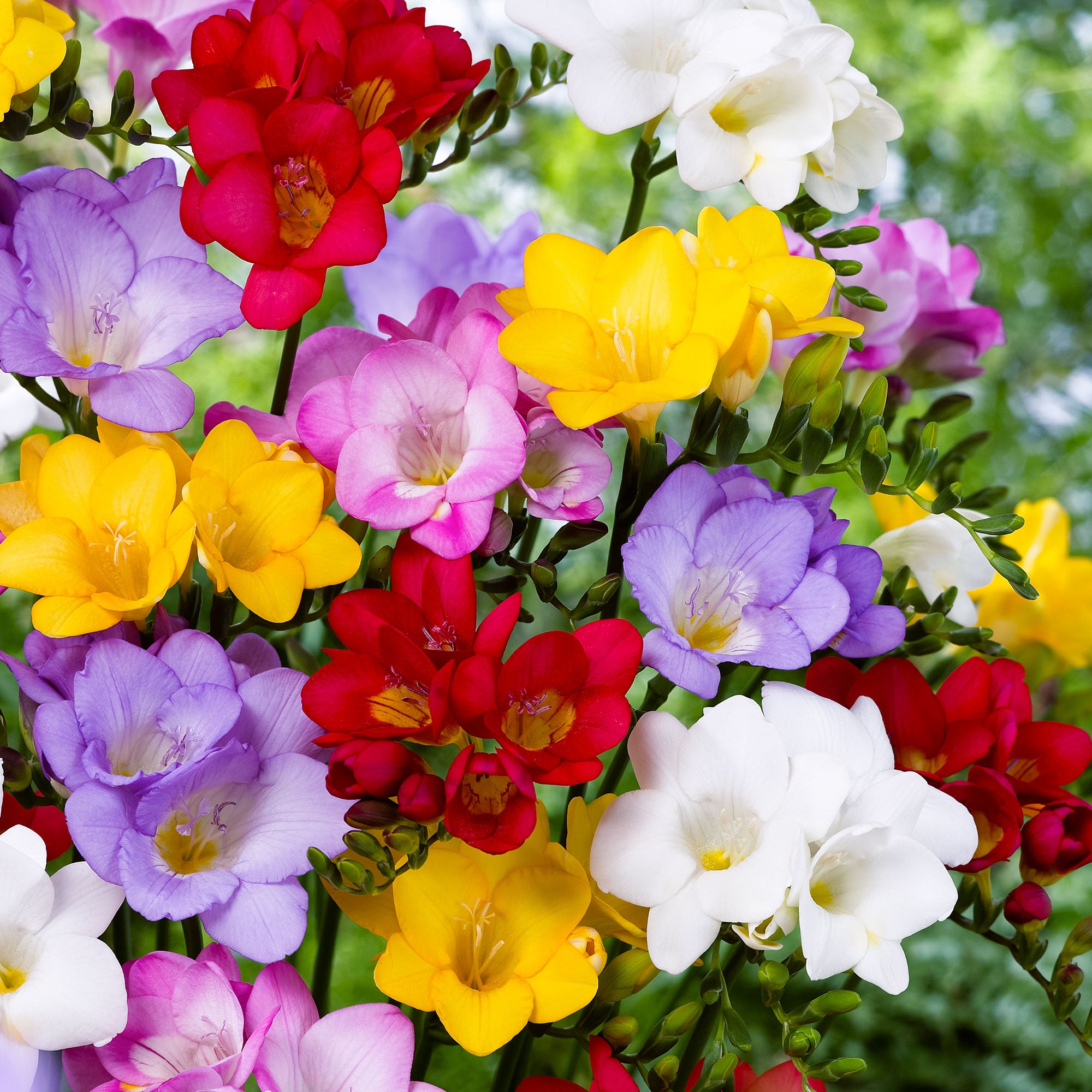 Buy 50x Freesia Freesia - Mix | Bakker.com