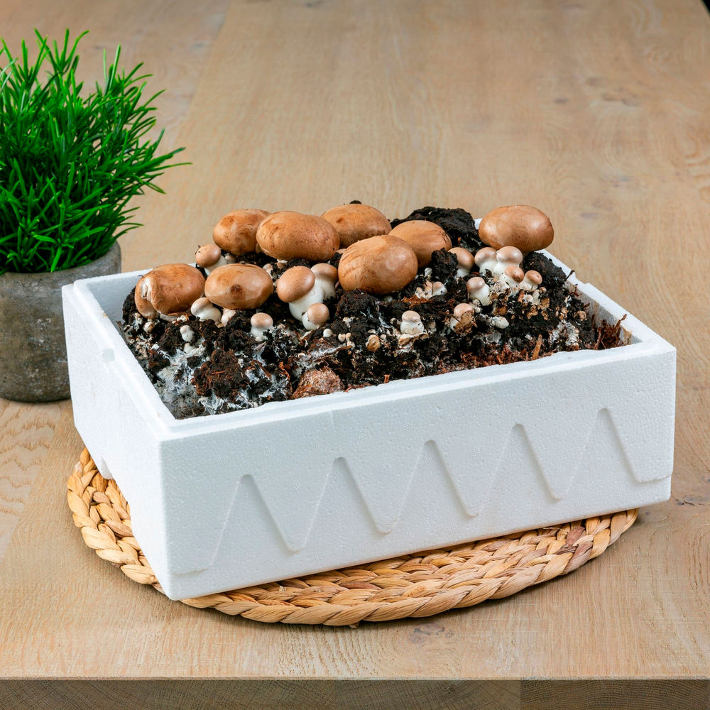 Collections – Bakker.com