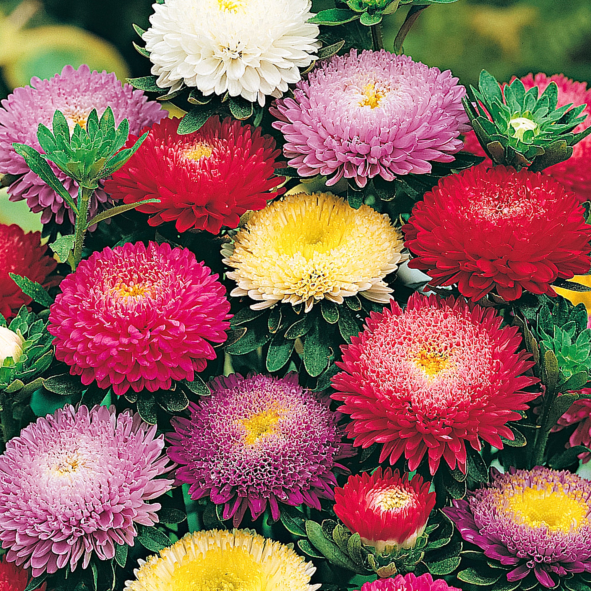 Buy flower seed now Aster Mix | Bakker.com