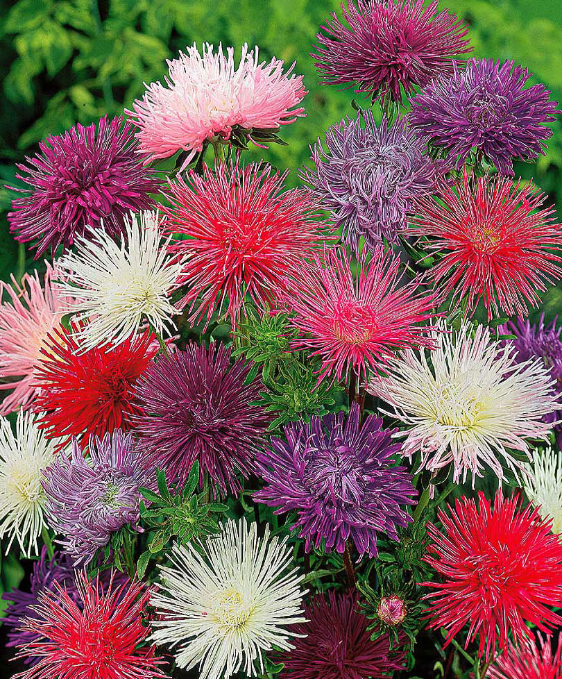 Buy flower seed now Aster Mix | Bakker.com