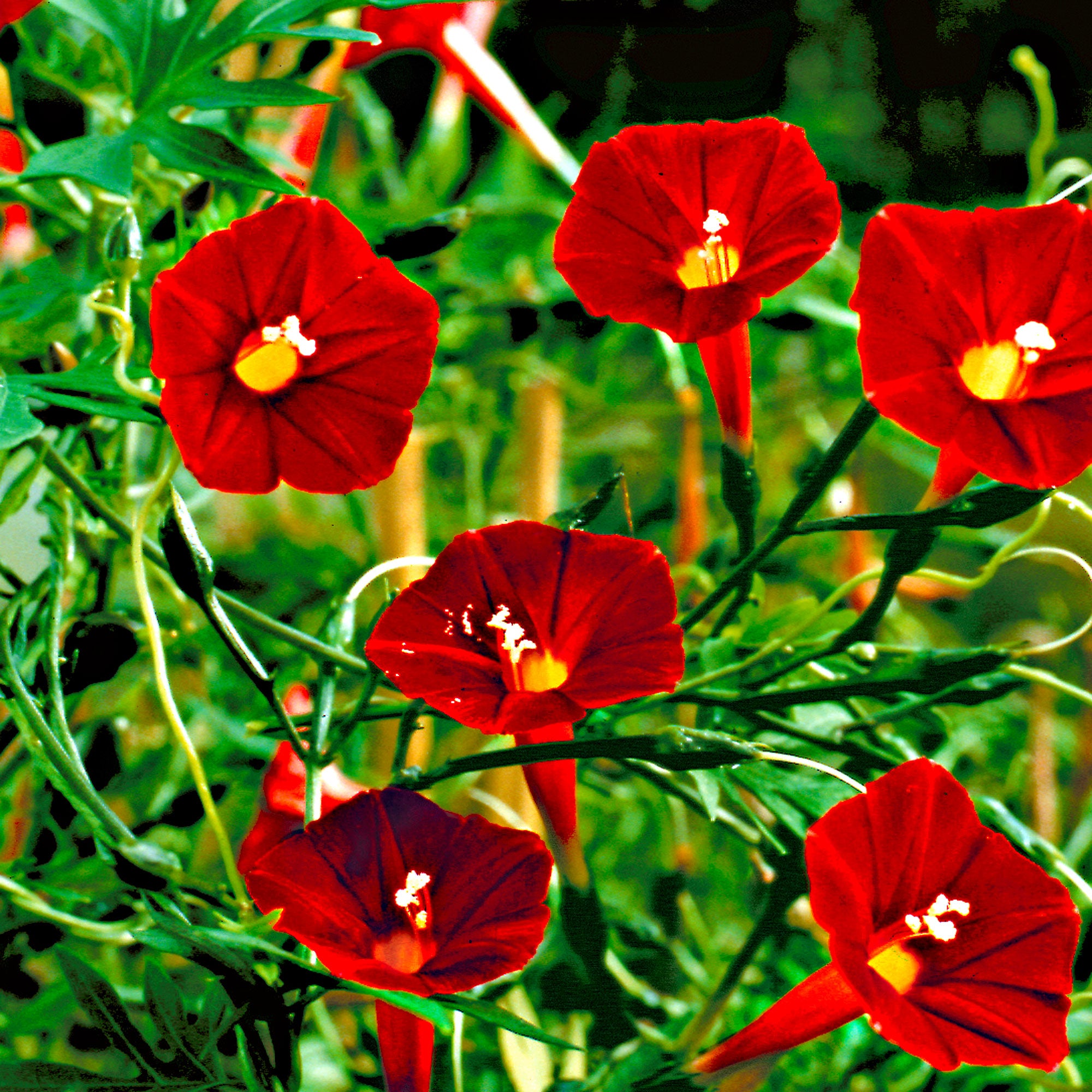 Buy flower seed now 'Cardinal Climber' Ipomoea Red | Bakker.com
