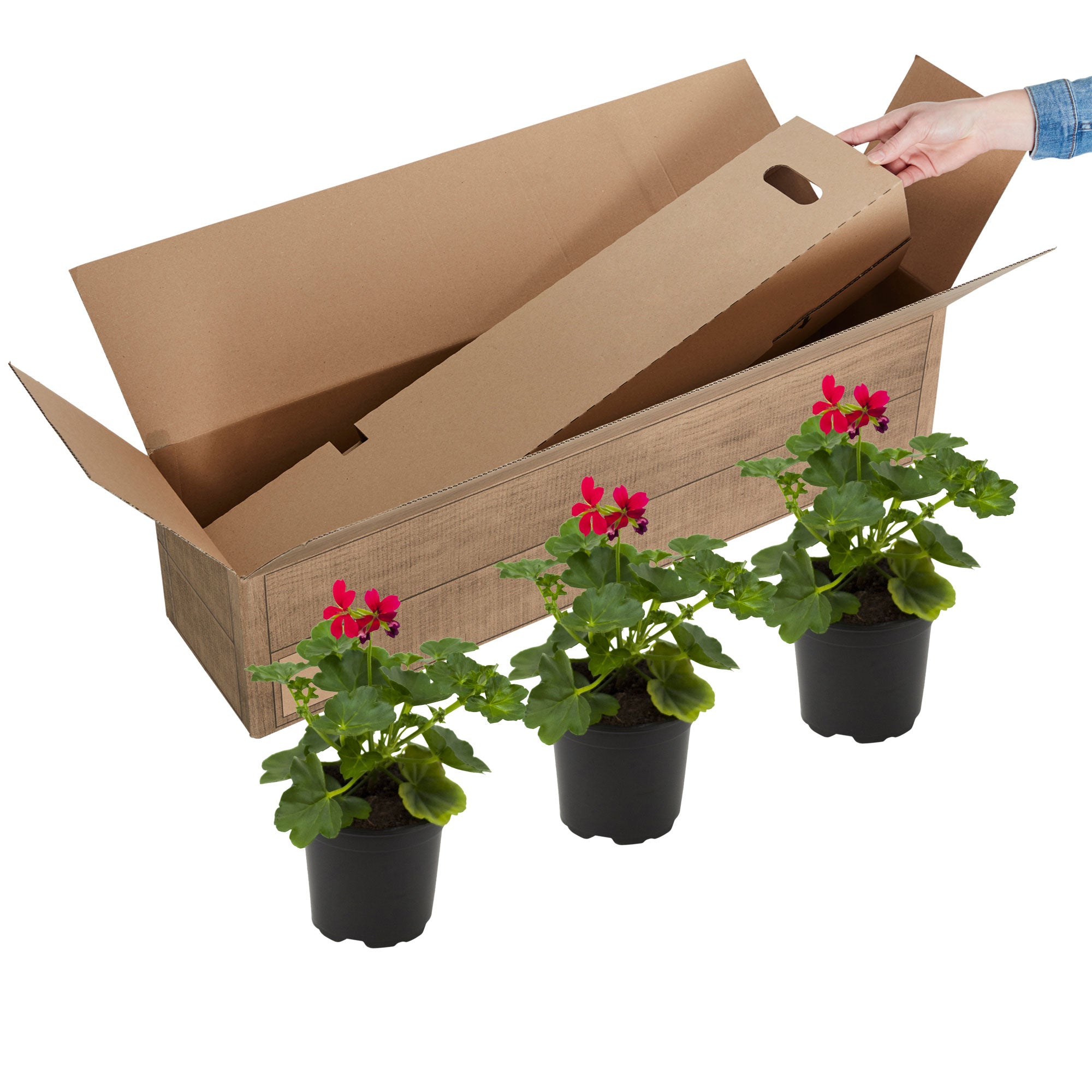 Buy a container plant now 3x Geraniums Pelargonium peltatum pink ...