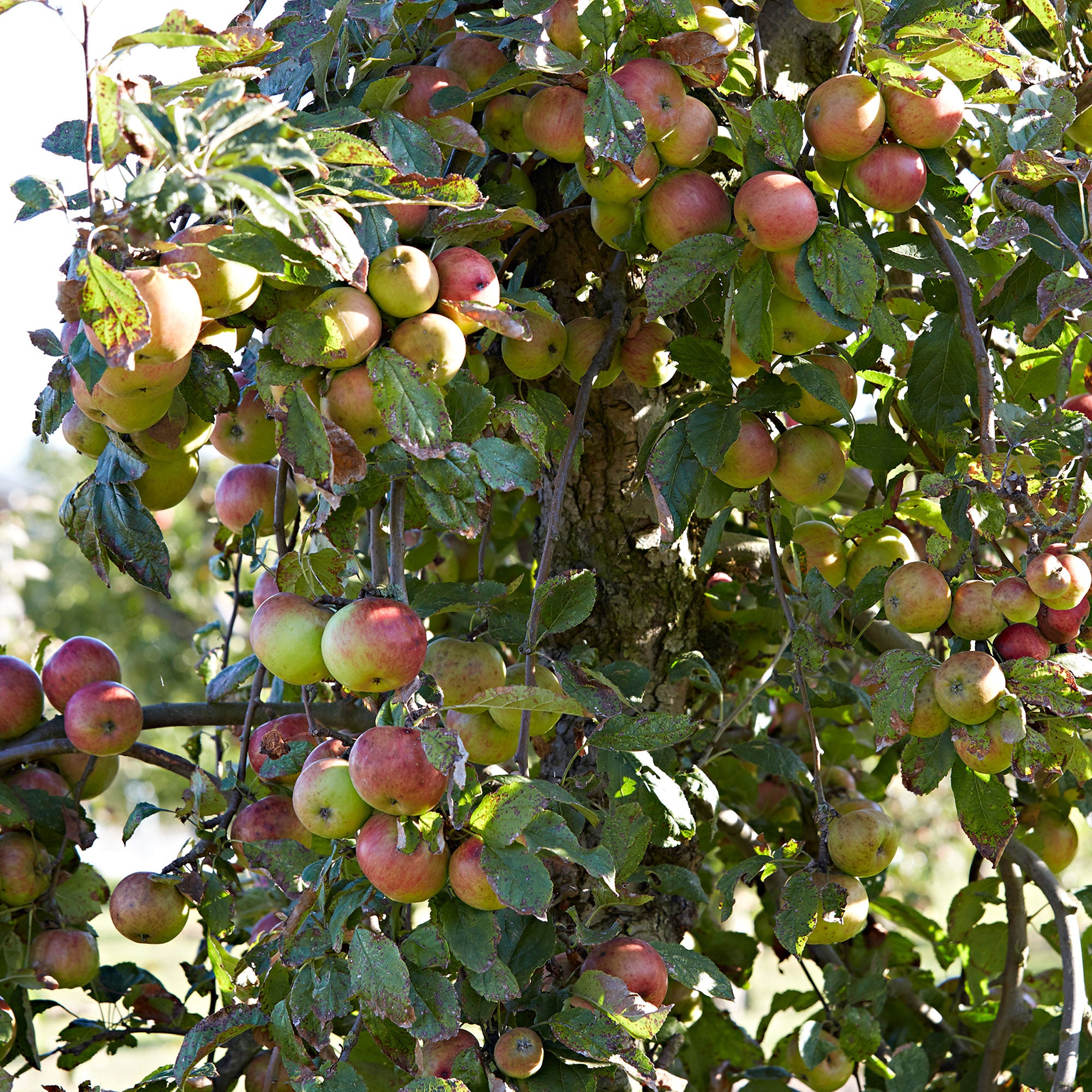 Buy Apple Tree Malus 'Goudreinette' - Hardy plant | Bakker.com