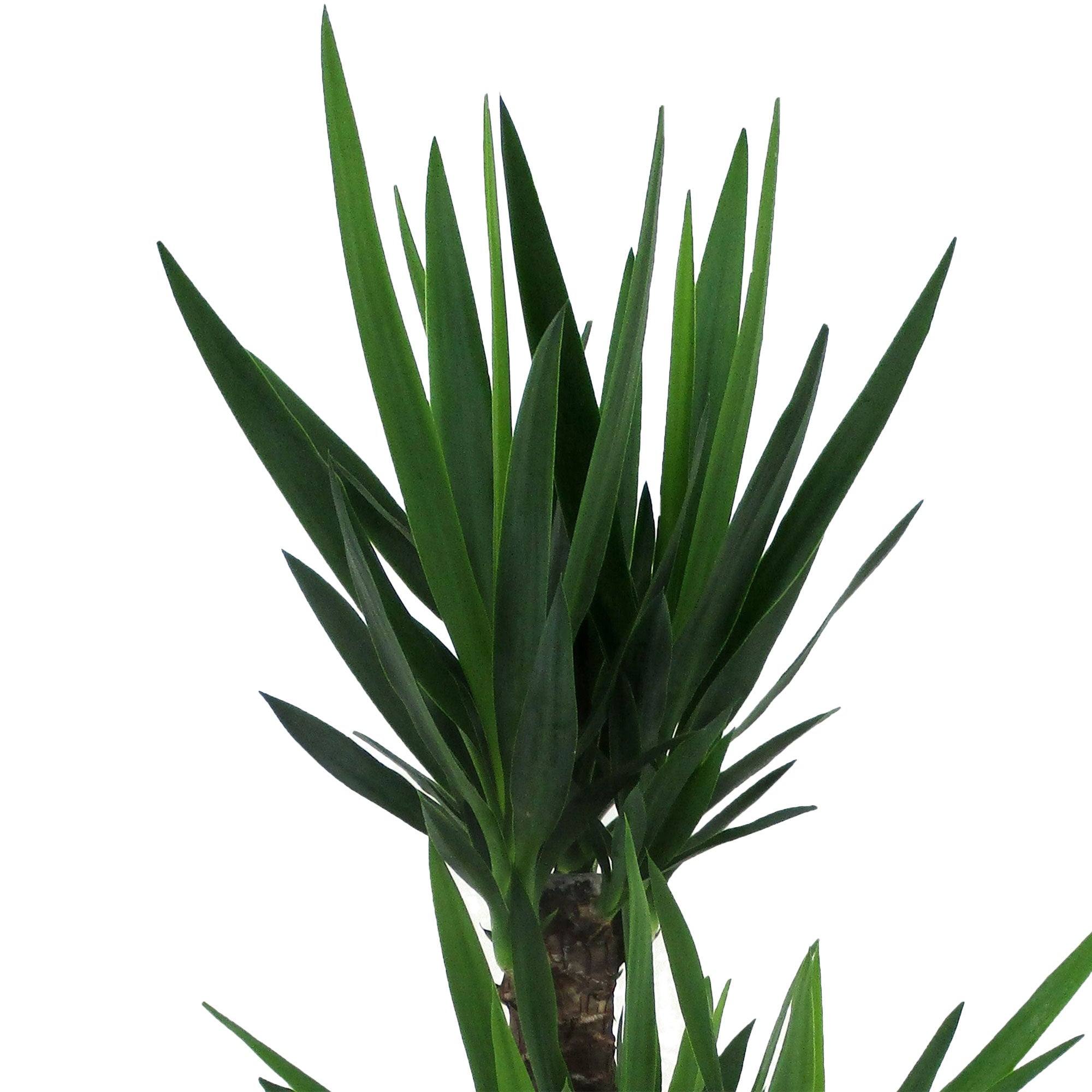 Buy house plants now Yucca Yucca elephantipes XL 2 stems | Bakker.com