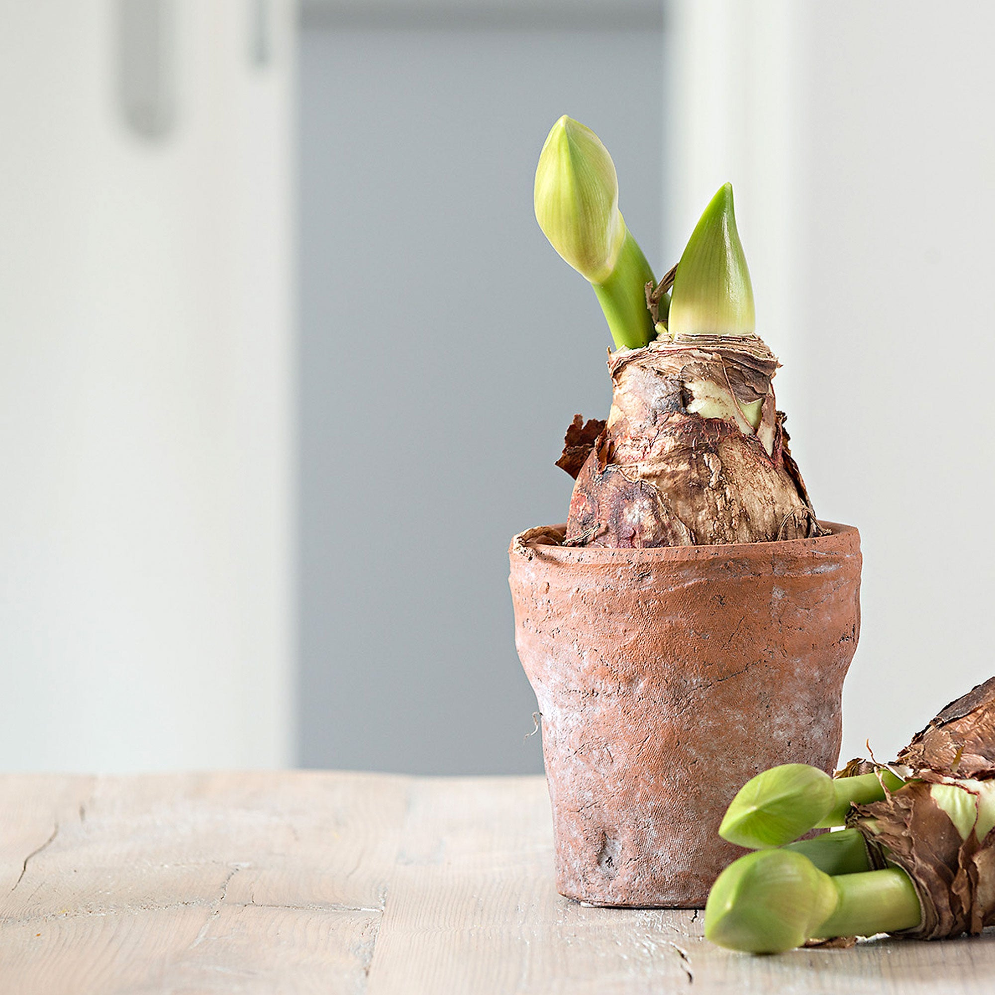 Buy TS Flower pot Nature round terracotta - Indoor pot | Bakker.com