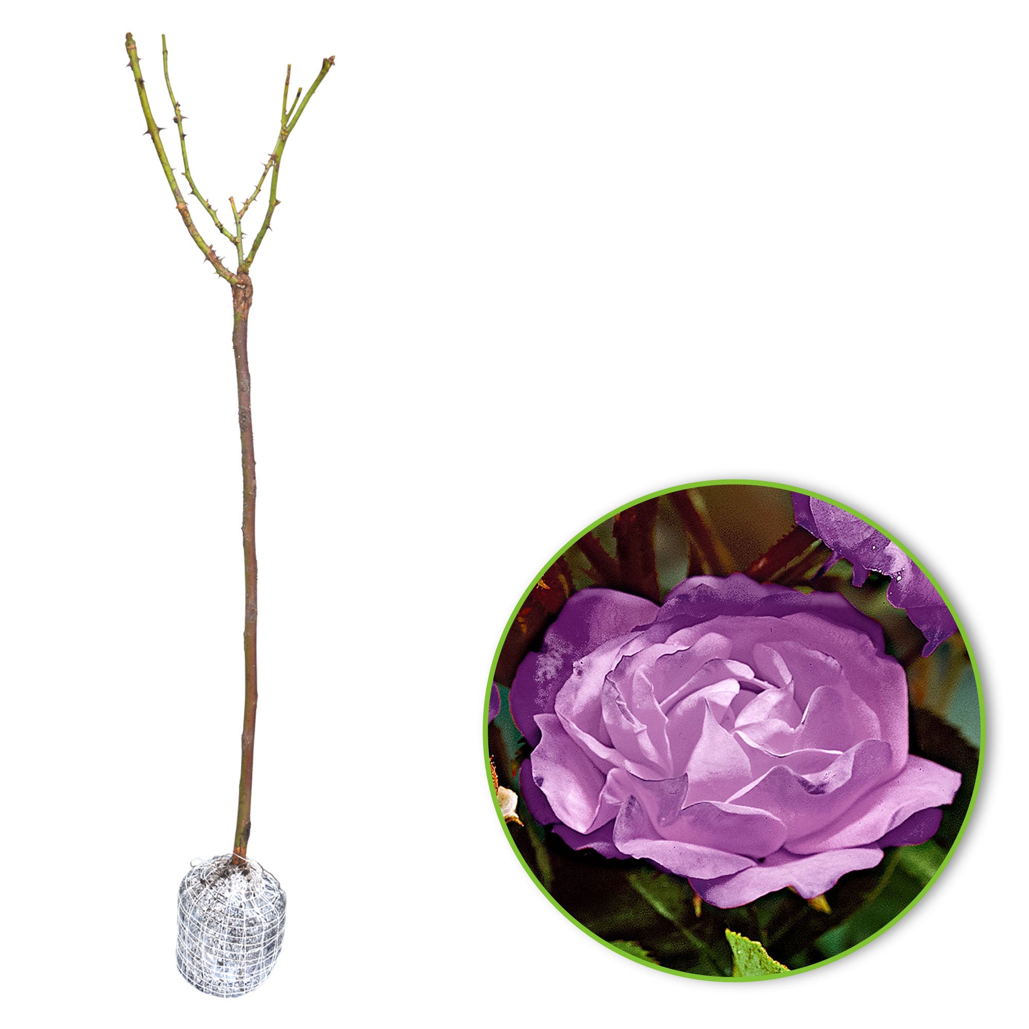 Buy Standard Tree Rose Rosa 'Minerva' purple - Hardy plant | Bakker.com