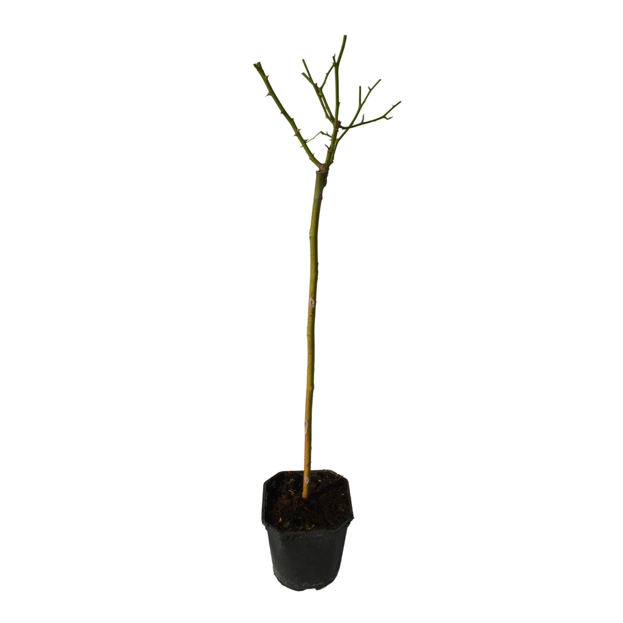 Buy Standard Tree Rose Rosa 'Cuba Dance' orange-yellow-red - Hardy ...