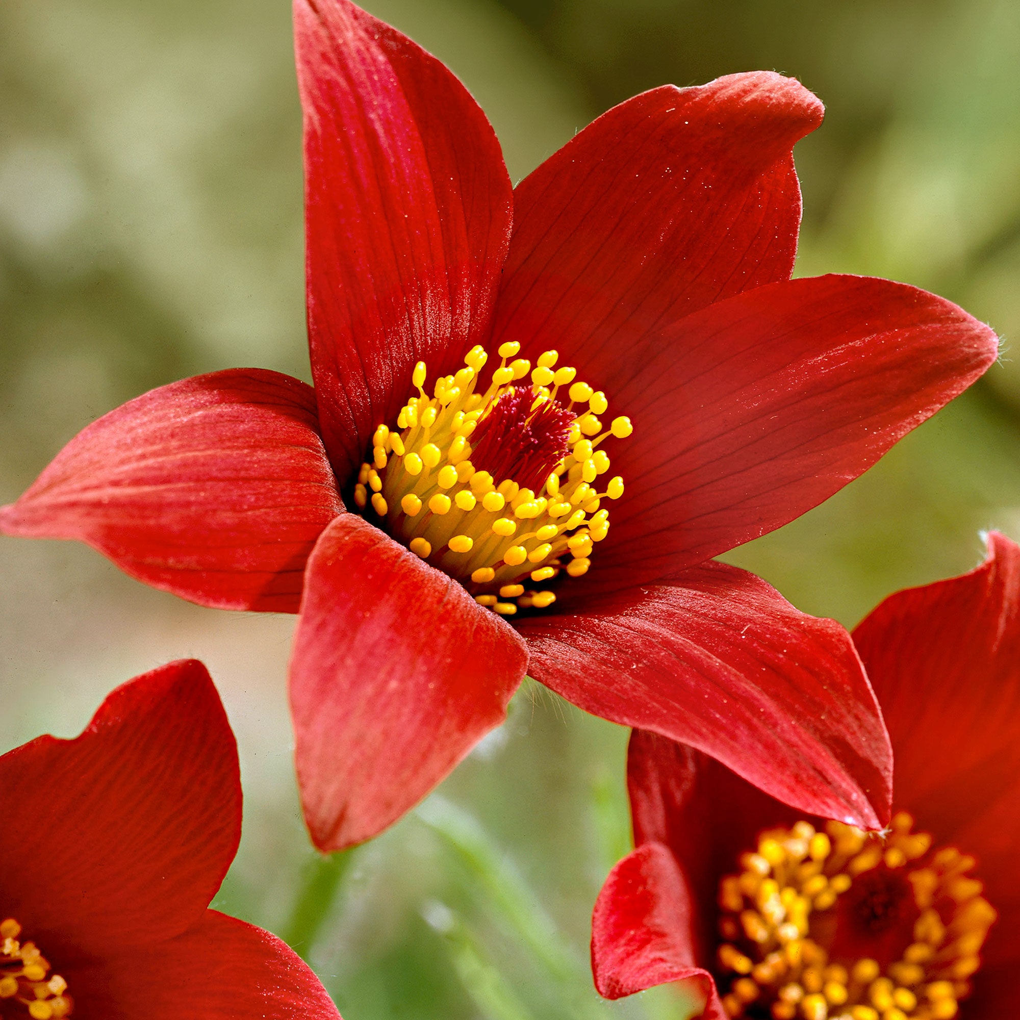 Buy hardy perennial 3x Pasqueflower red-yellow - Bare rooted - Hardy ...