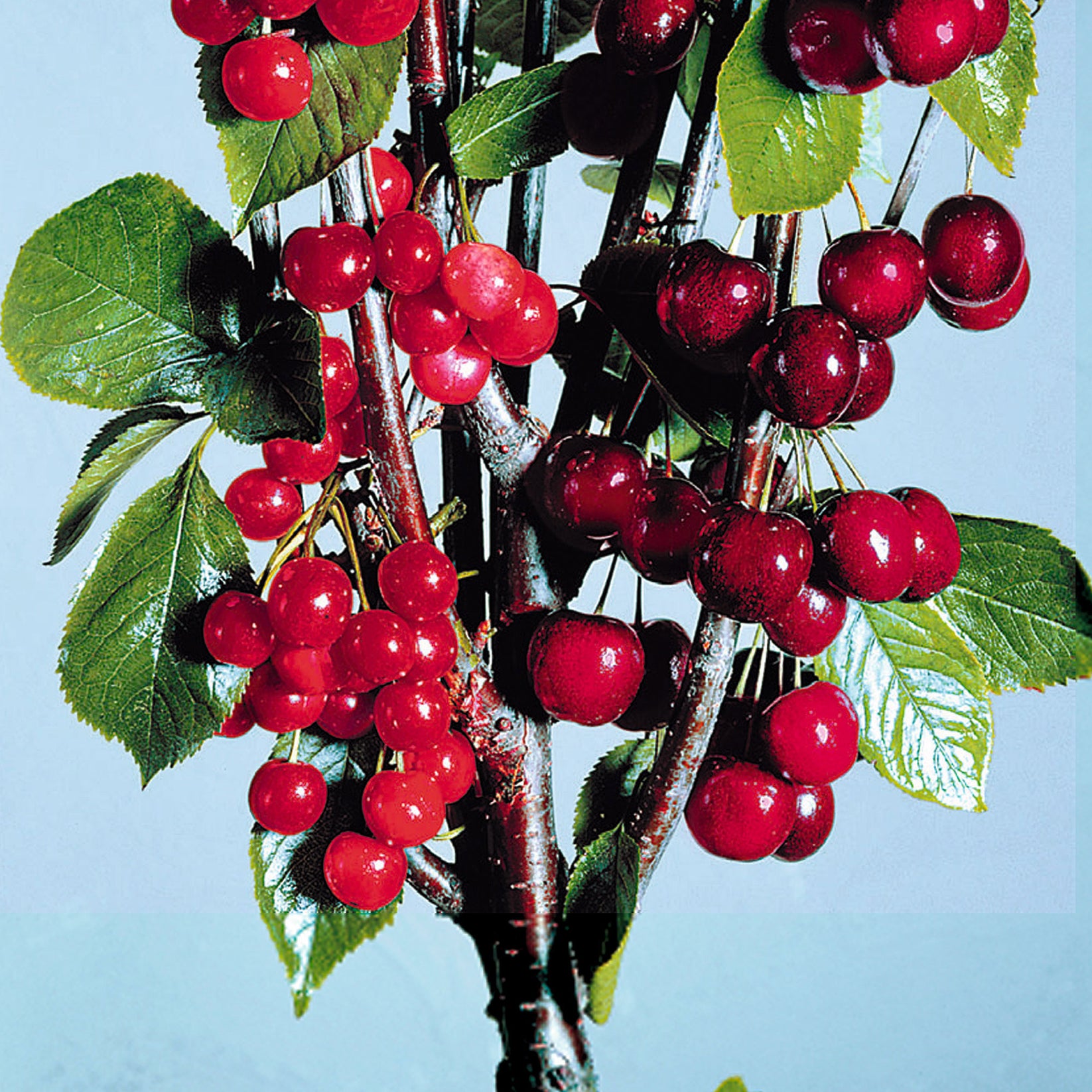 Buy Duo cherry tree Prunus: 'Van' + 'Bigarreau Napoléon' - Hardy plant ...