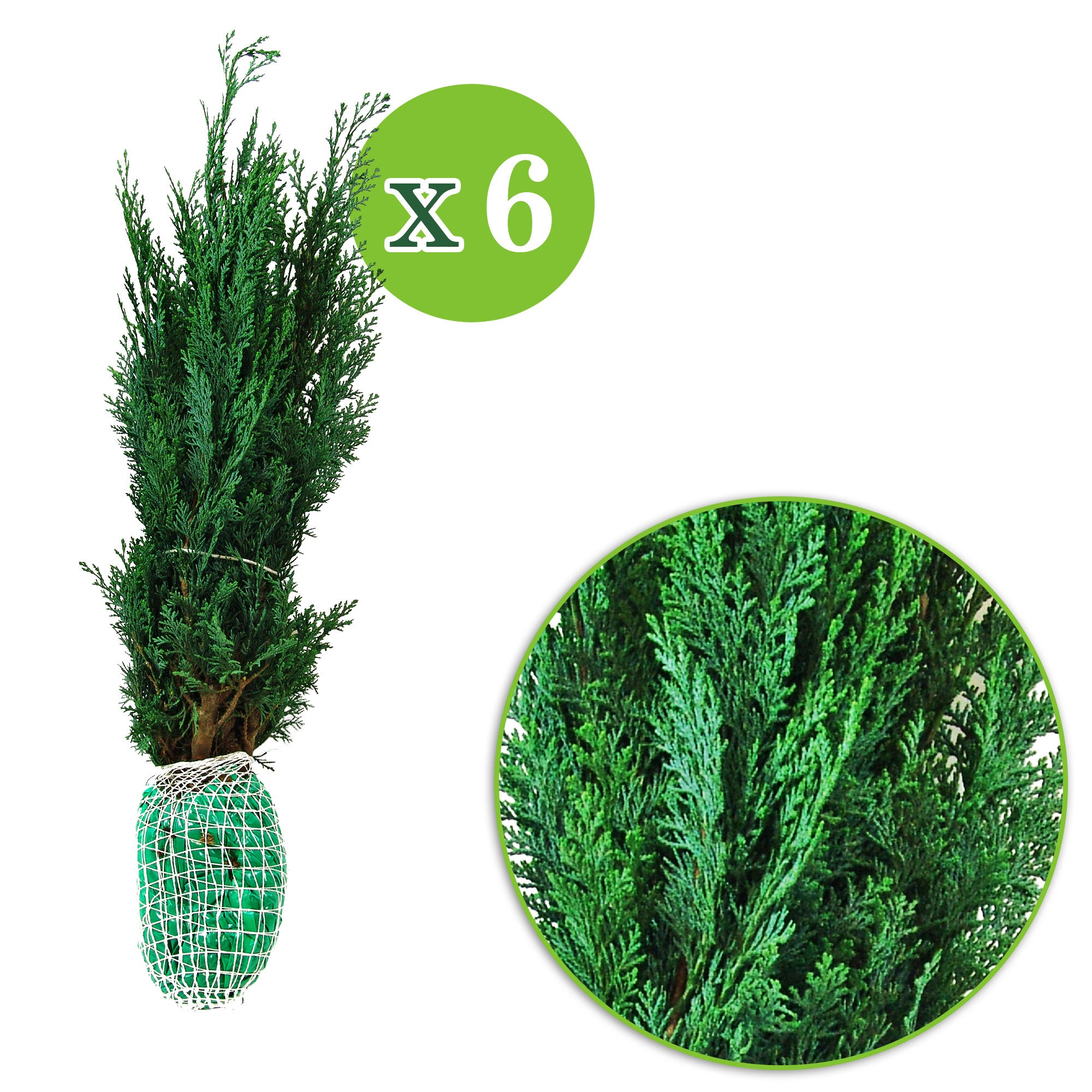 Buy 6x Blue hedge conifer Chamaecyparis 'Columnaris' - Bare rooted ...