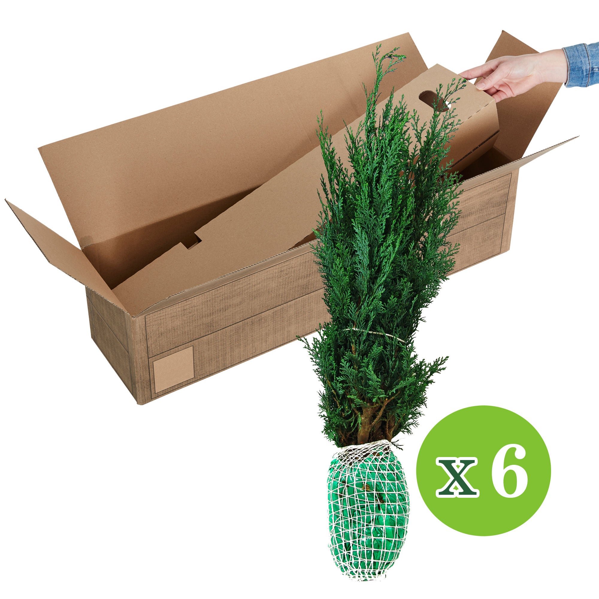 Buy 6x Blue hedge conifer Chamaecyparis 'Columnaris' - Bare rooted ...