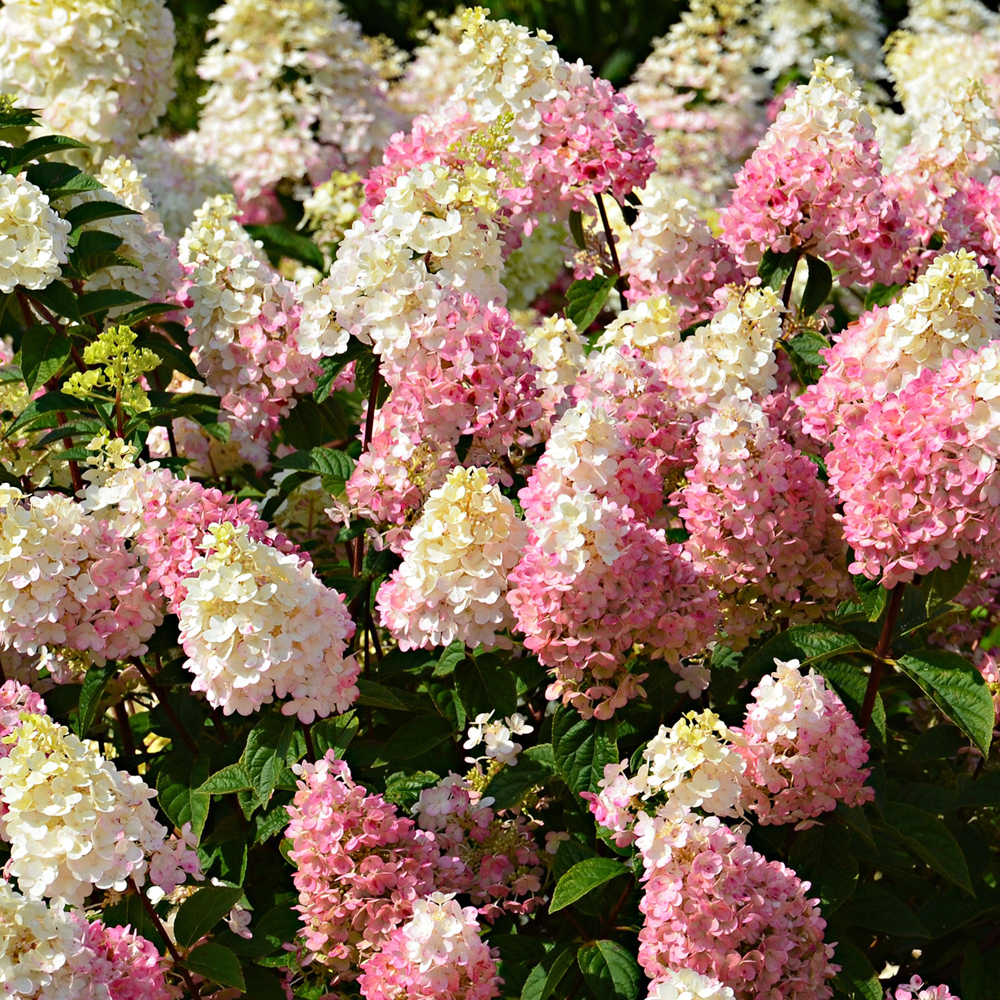 Buy ornamental shrubs now Panicle Hydrangea Sundae Fraise White Pink Hardy plant Bakker