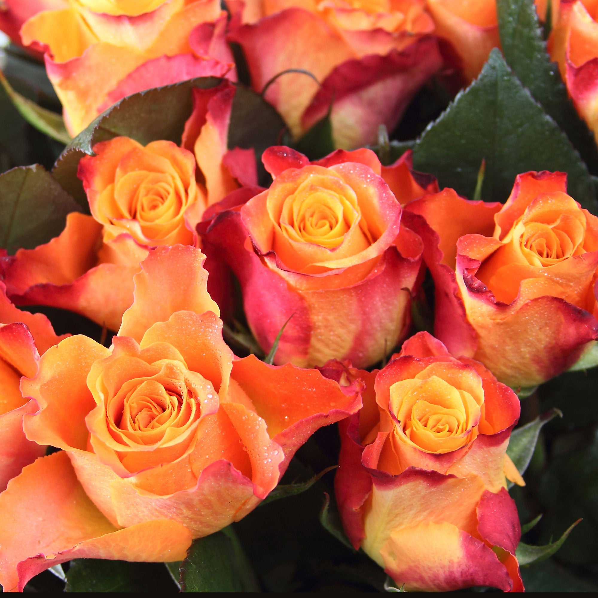 Buy Large-flowered rose Rosa 'Britannia'® Salmon Pink-Pink - Hardy ...