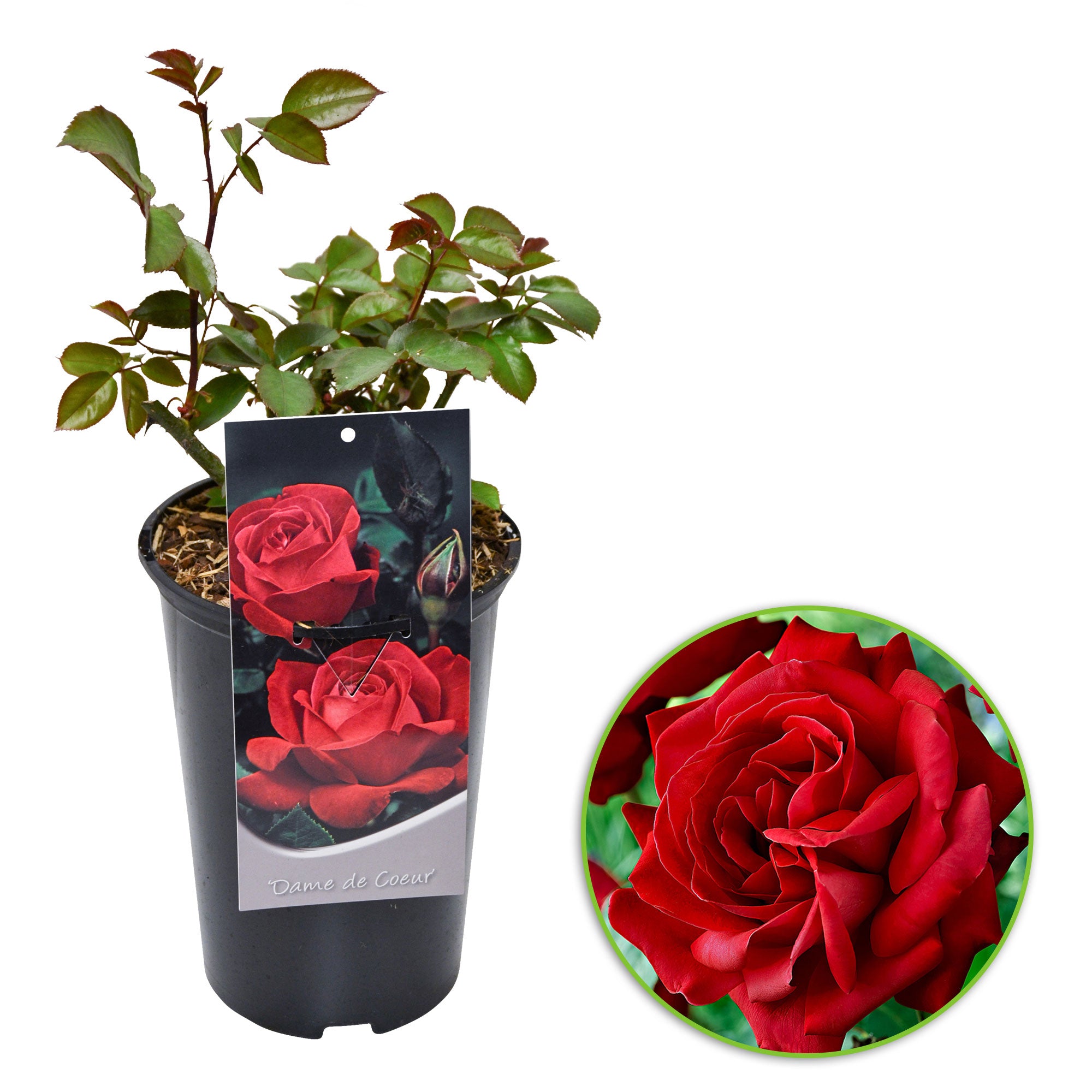 Coeur Rose