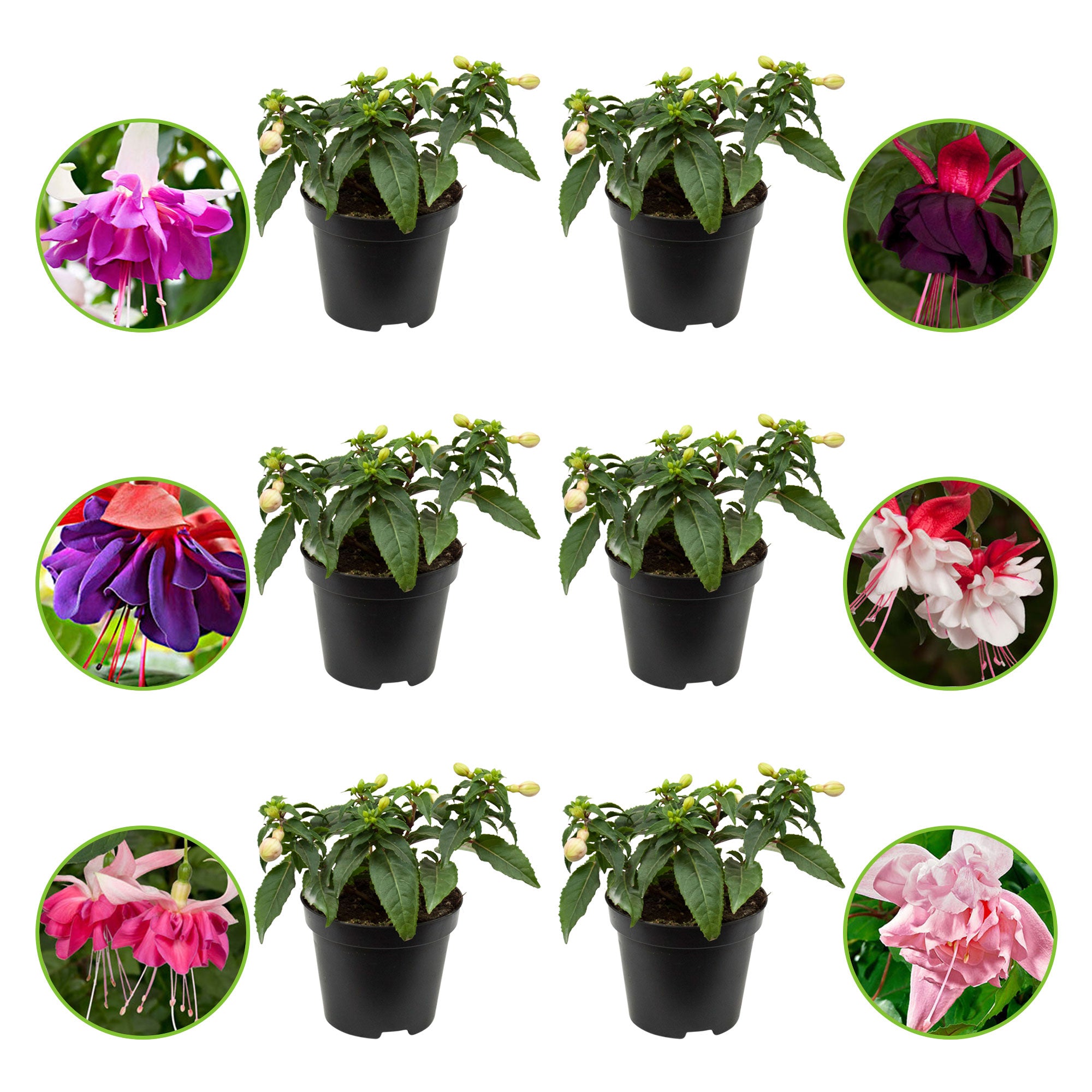 Buy bedding plants now 6x Double-flowered Fuchsia - Mix 'All in One ...