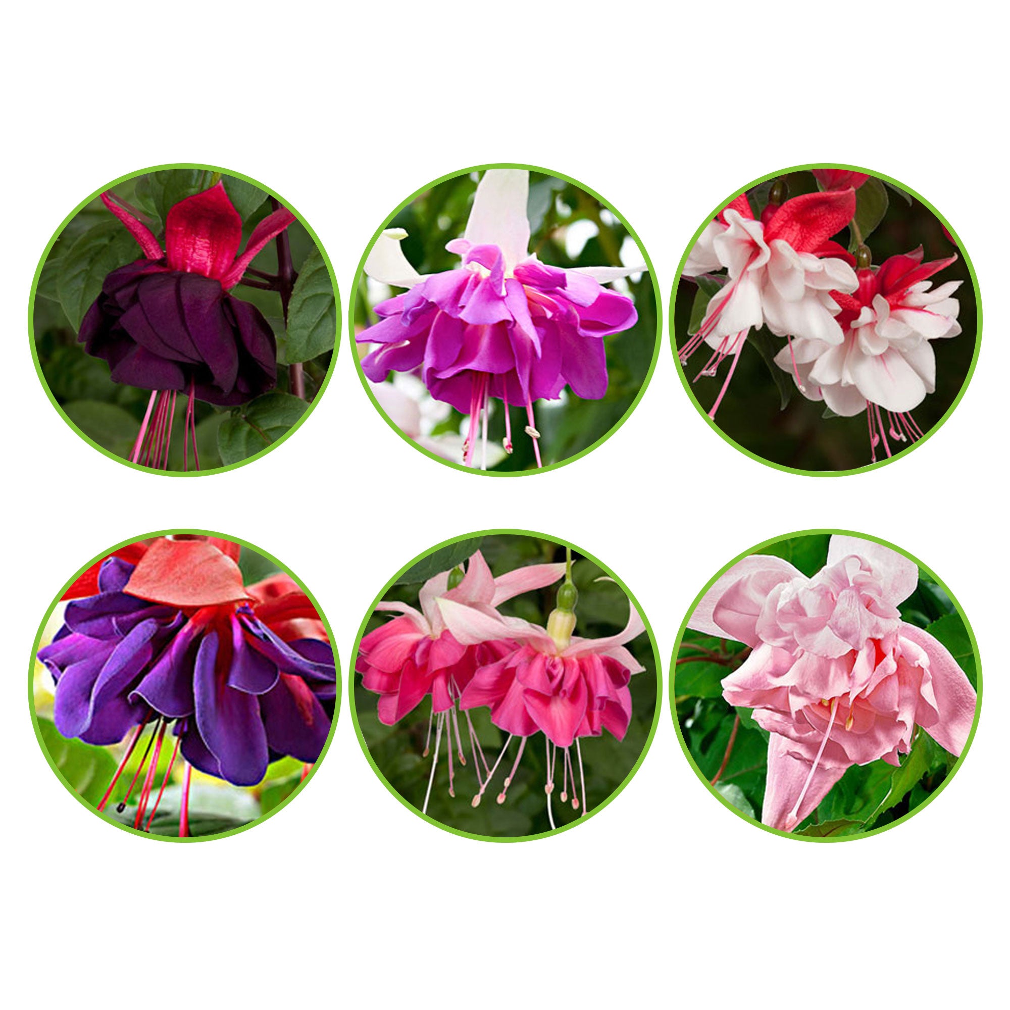 Buy bedding plants now 6x Double-flowered Fuchsia - Mix 'All in One ...