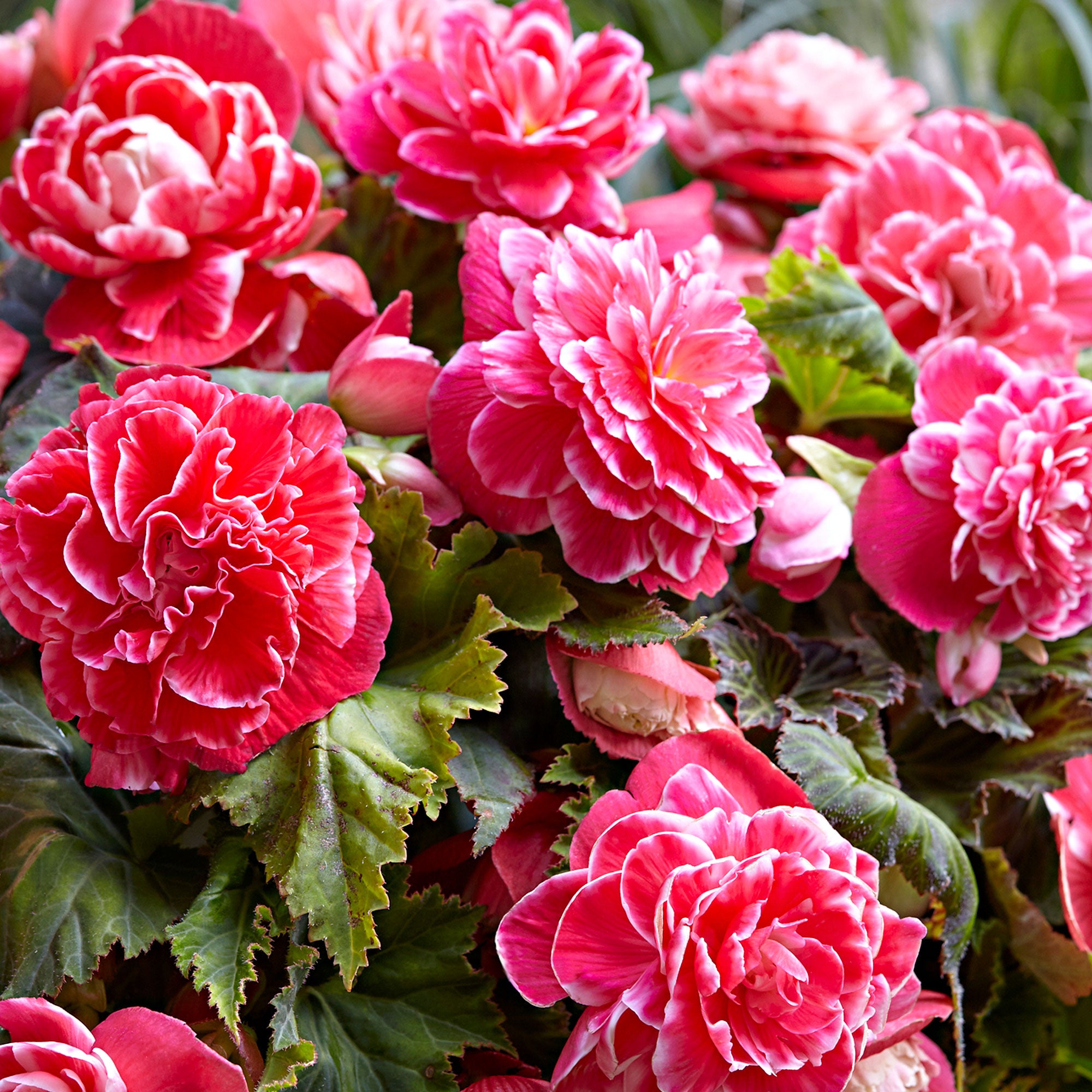 Buy 5x Double begonia 'Camelia' pink | Bakker.com