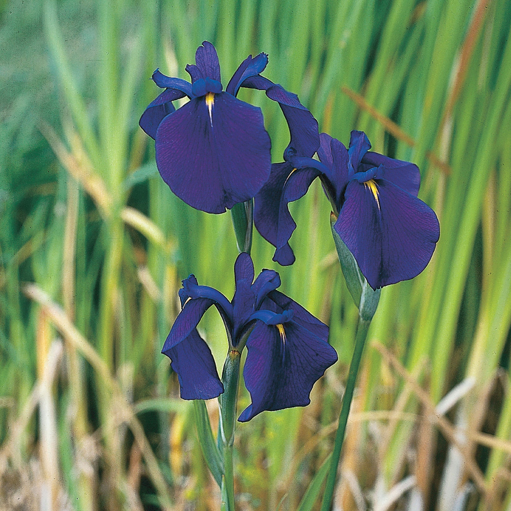 Buy pond plants now Japanese water iris kaempferi purple - Marsh plant ...