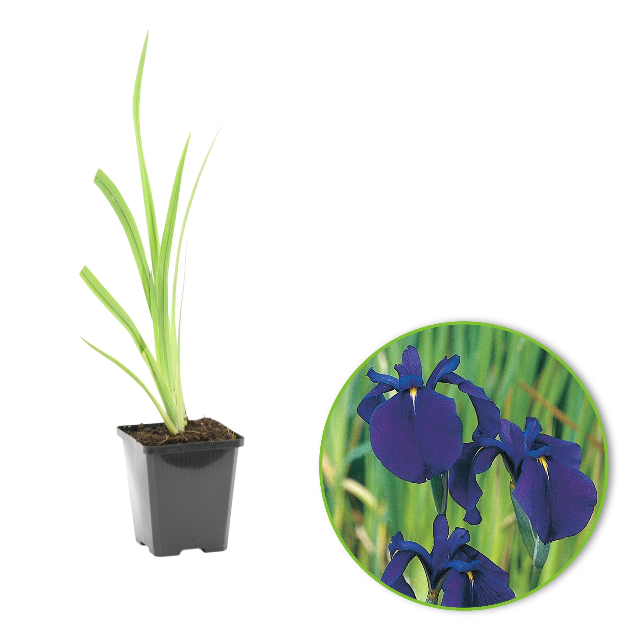 Buy pond plants now Japanese water iris kaempferi purple - Marsh plant ...
