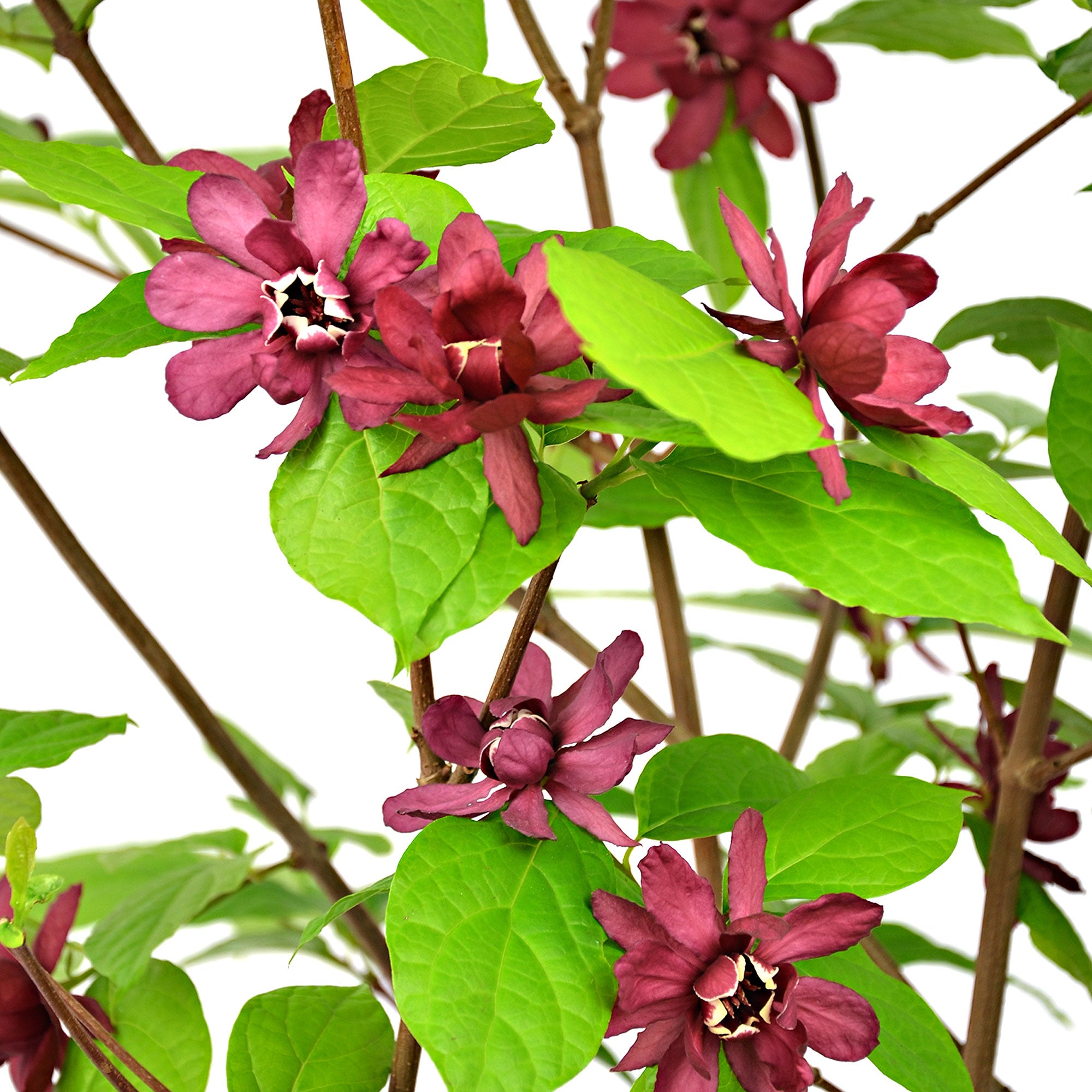 Buy ornamental shrubs now Calycanthus 'Hartlage Wine' red - Hardy plant ...