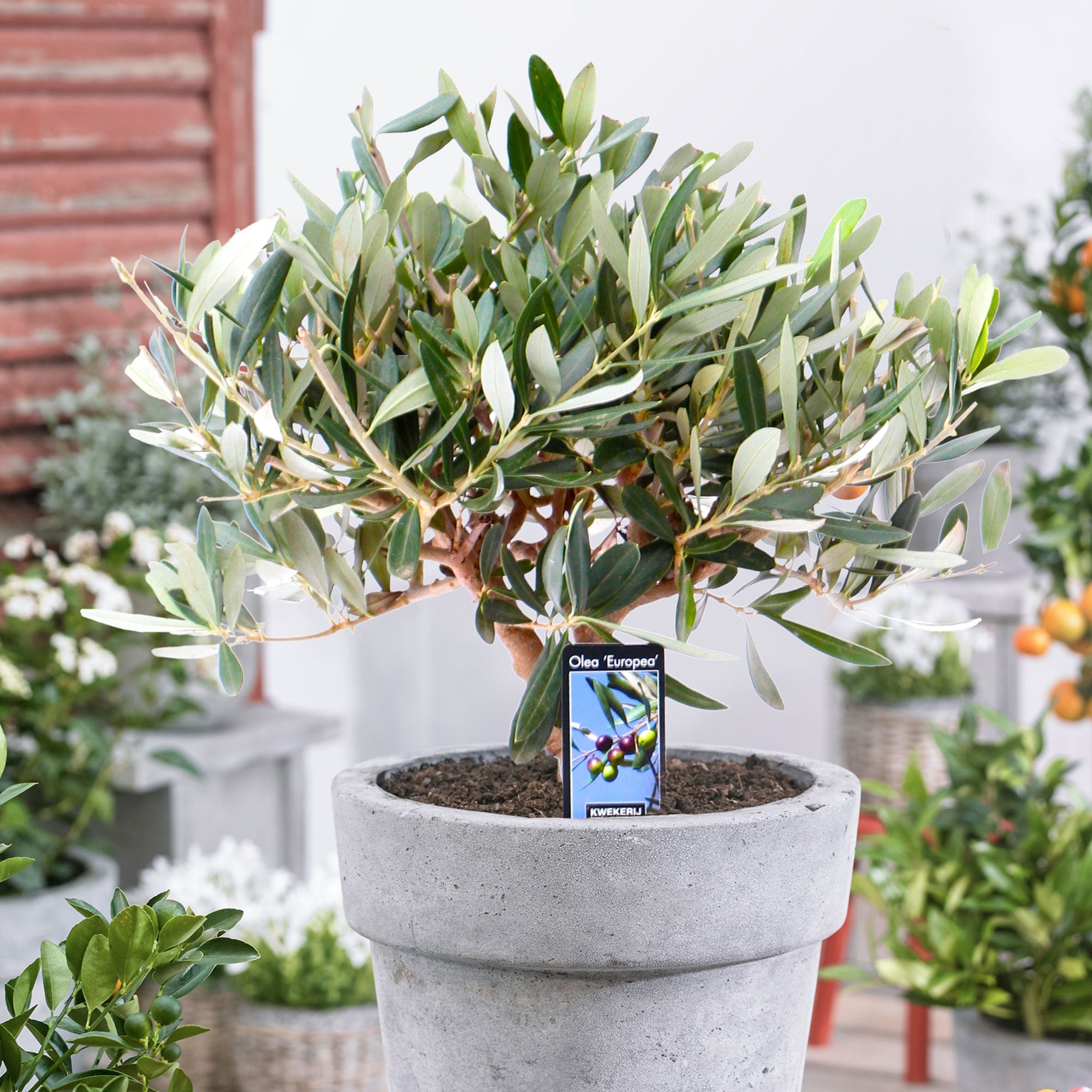 Buy a container plant now Olive tree Olea europeana on stem 15–25 cm ...