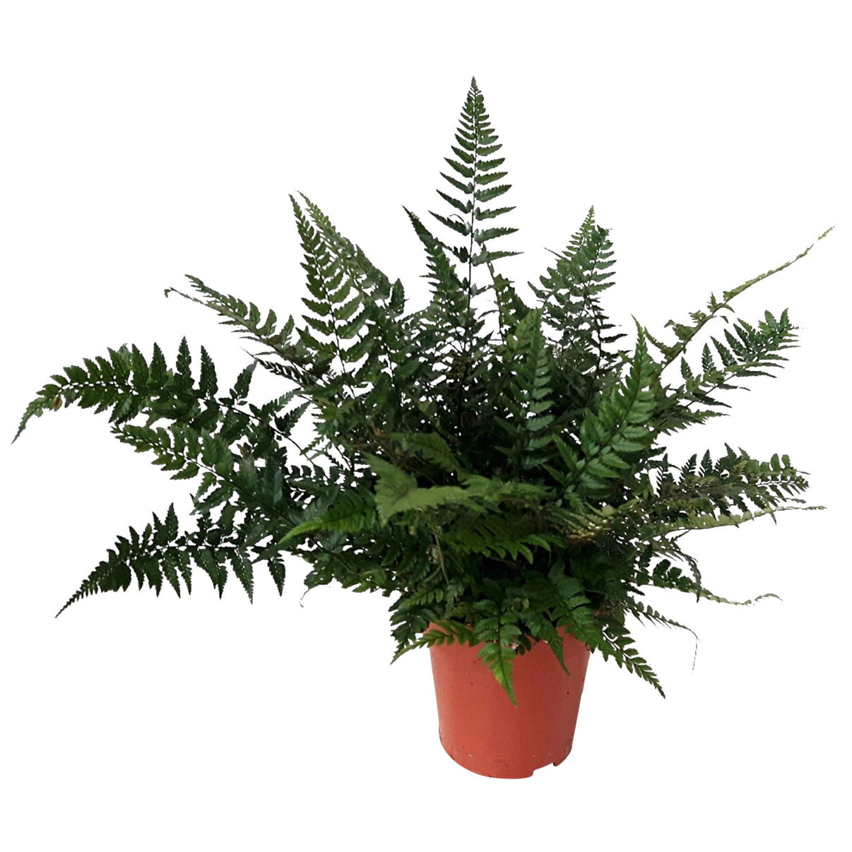 Buy house plants now Shield fern Polystichum tsussimense | Bakker.com