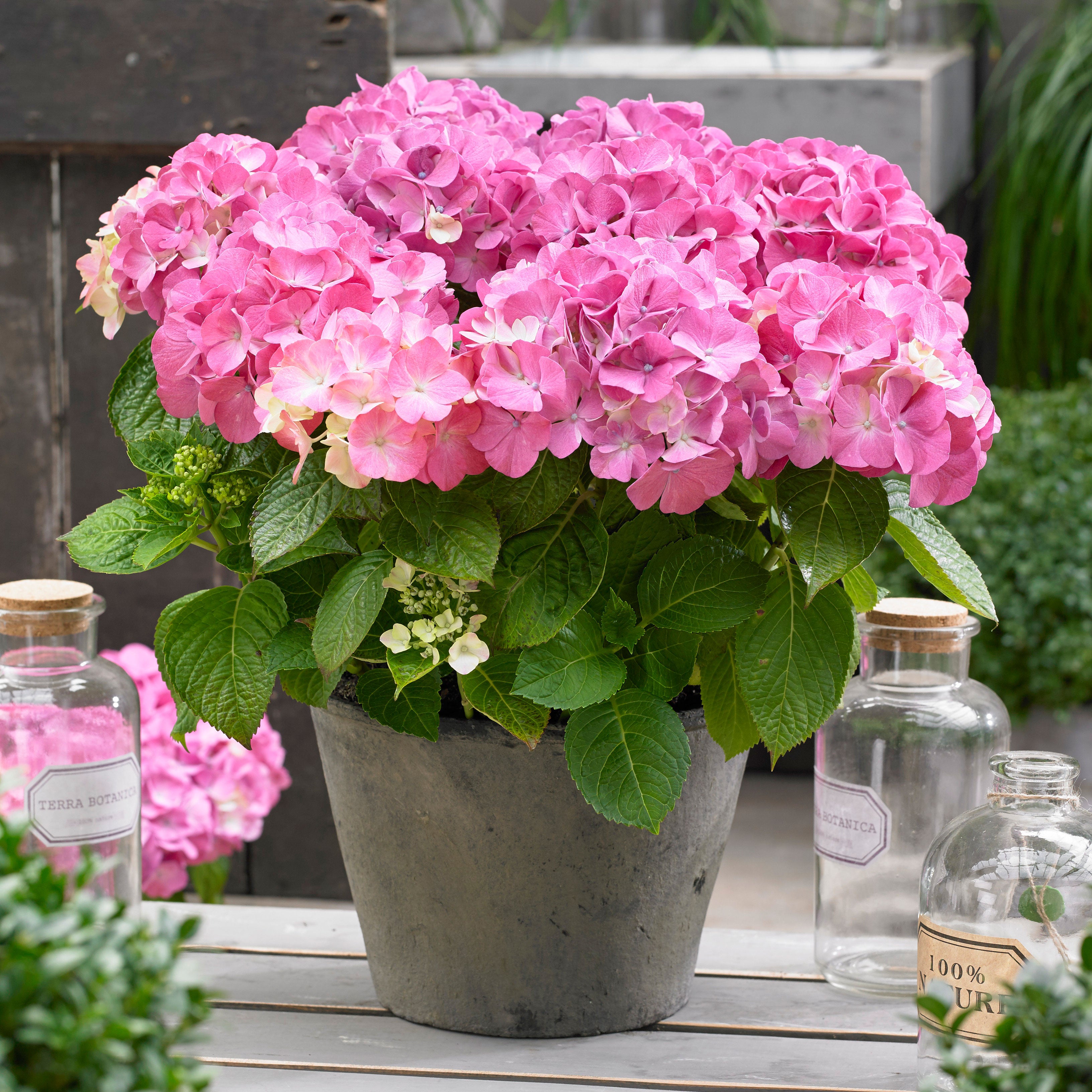 Buy ornamental shrubs now Bigleaf hydrangea Hydrangea macrophylla Pink ...