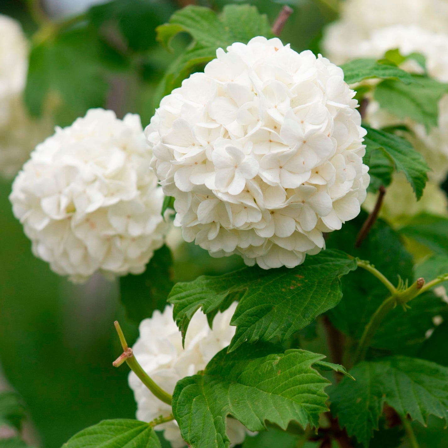 Buy ornamental shrubs now Bigleaf hydrangea Hydrangea macrophylla White ...