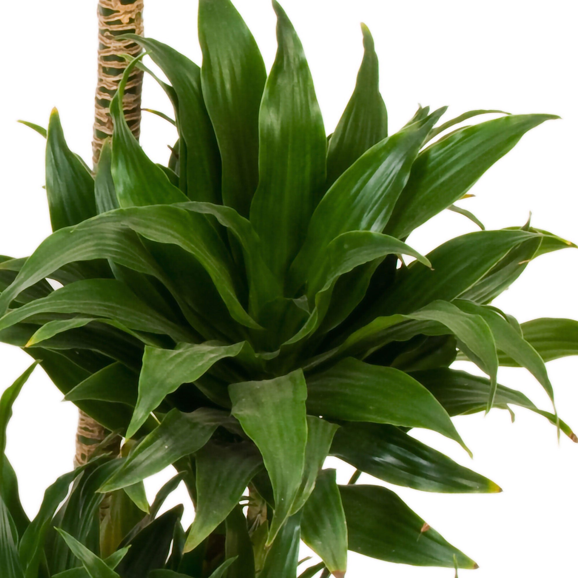 Buy house plants now Dragon Tree Dracaena 'Compacta' | Bakker.com