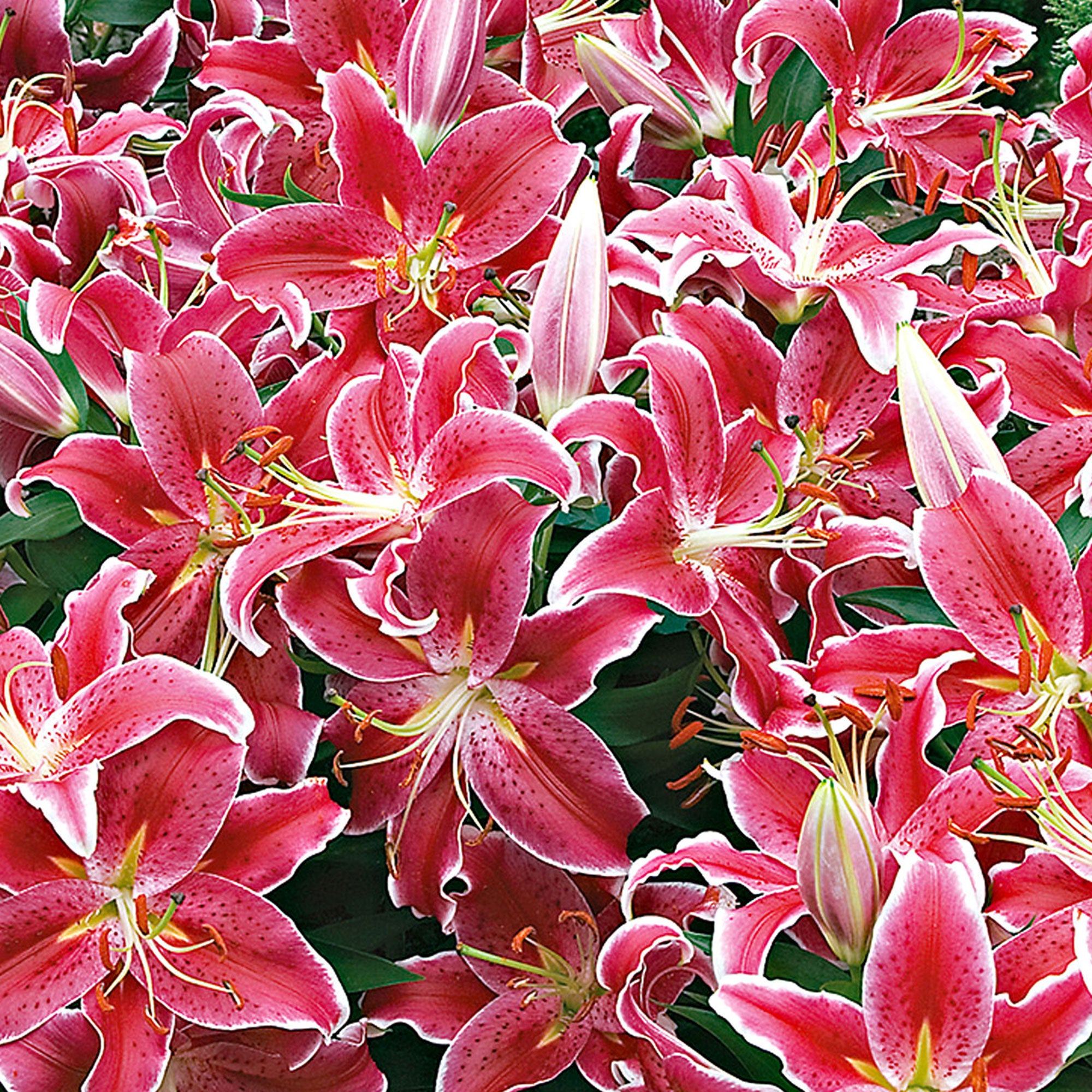 Buy 5x Lily 'Starlight Express' pink | Bakker.com