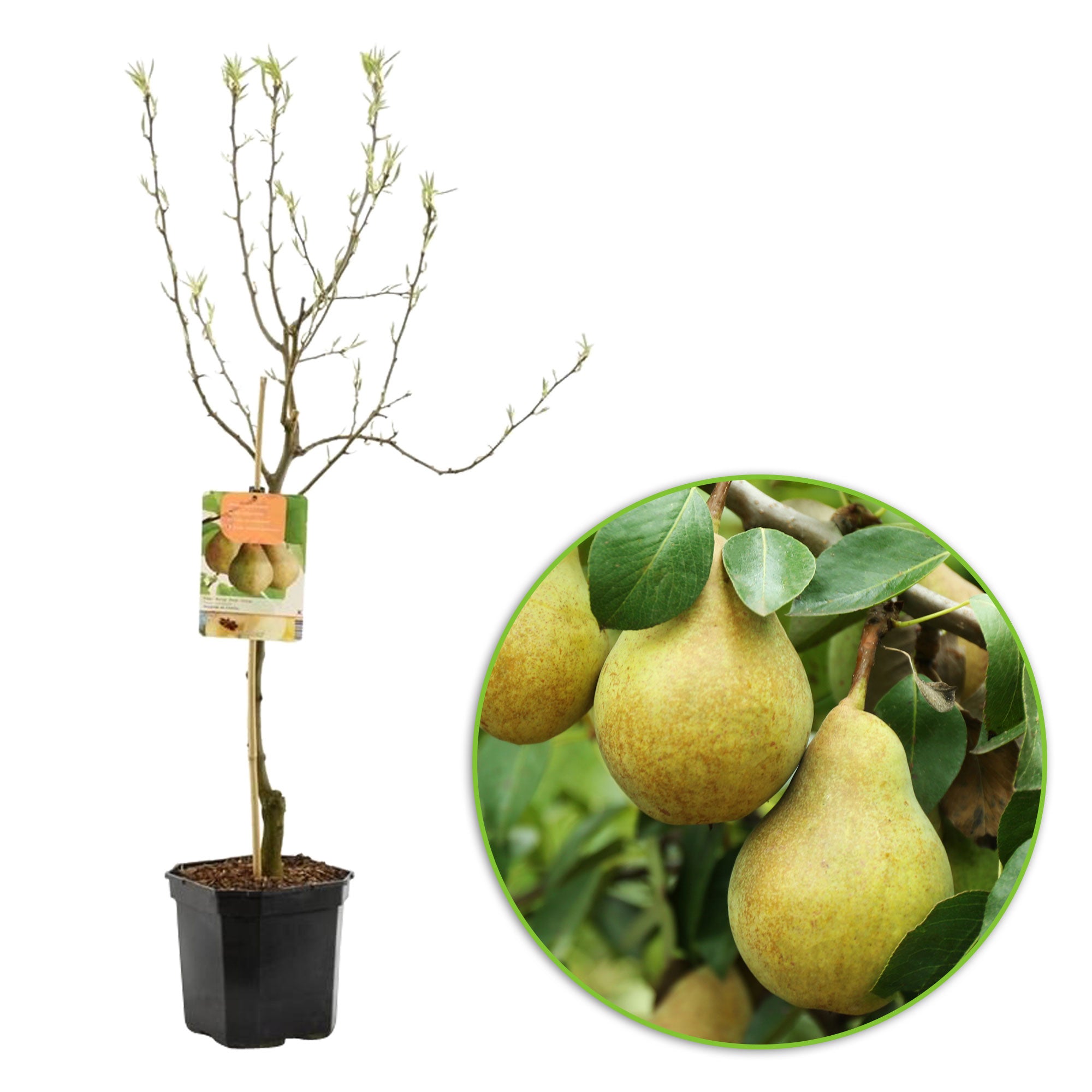 Buy Pear tree Pyrus communis 'Doyenne Du Comice' - Bio - Hardy plant ...