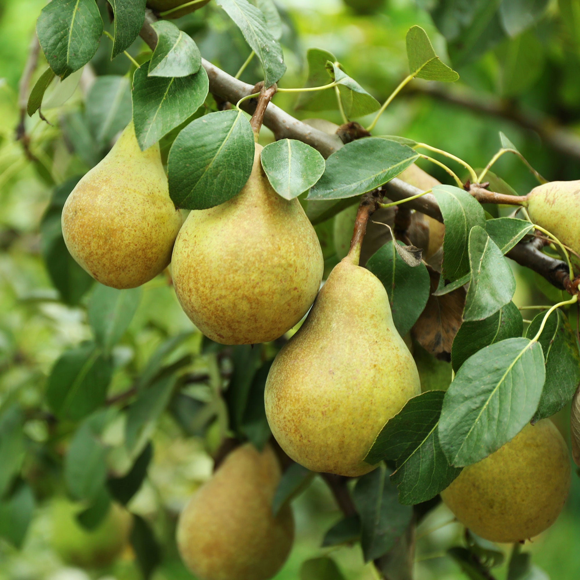 Buy Pear tree Pyrus communis 'Doyenne Du Comice' - Bio - Hardy plant ...