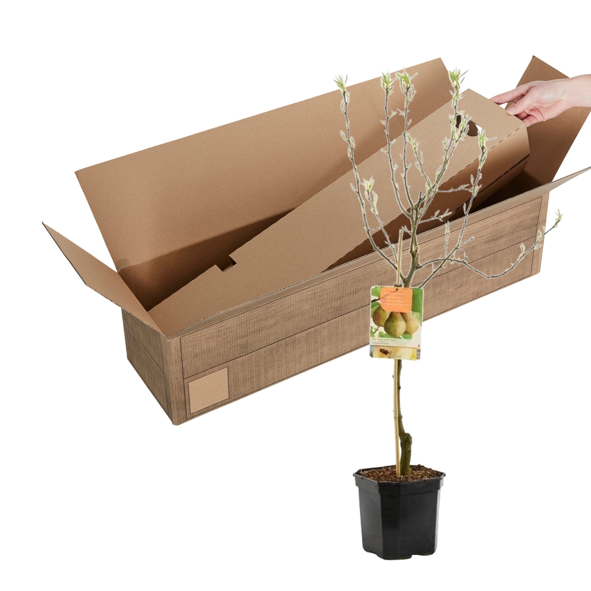 Buy Pear tree Pyrus communis 'Doyenne Du Comice' - Bio - Hardy plant ...
