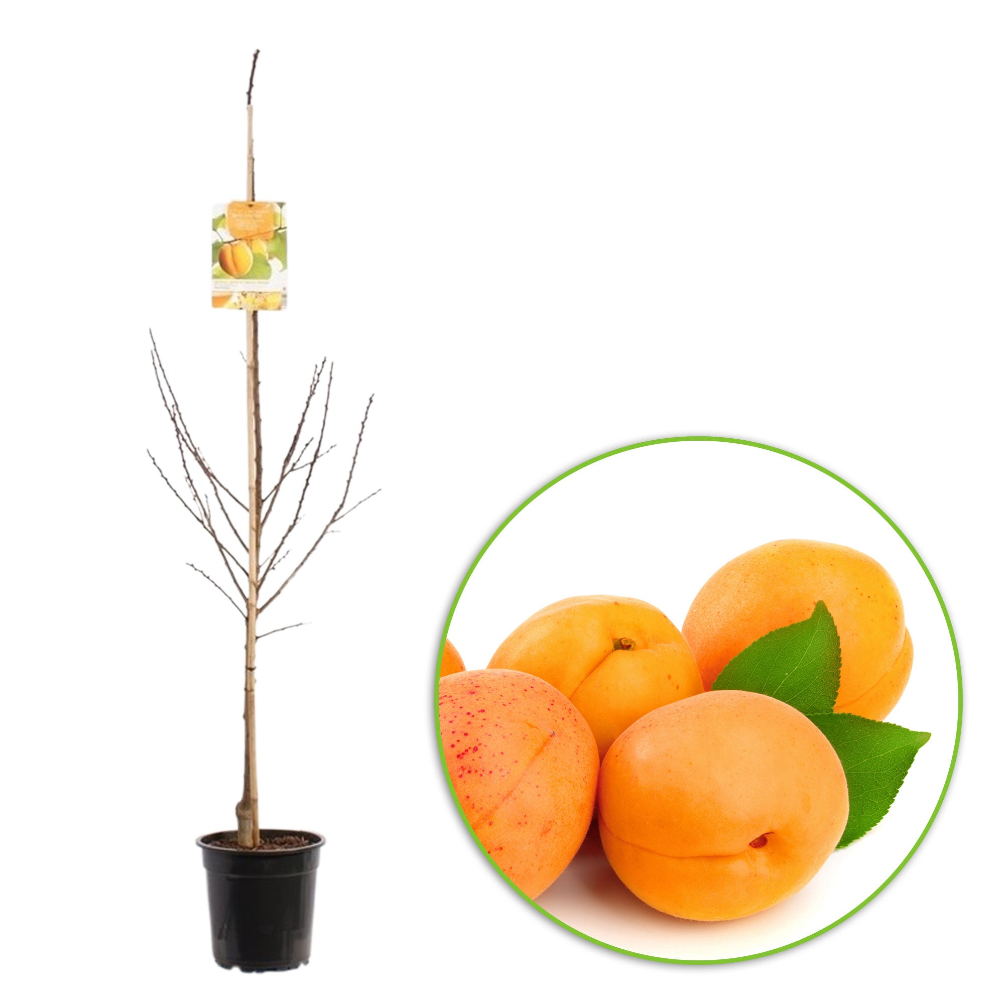 Buy Apricot Tree - Hardy plant | Bakker.com