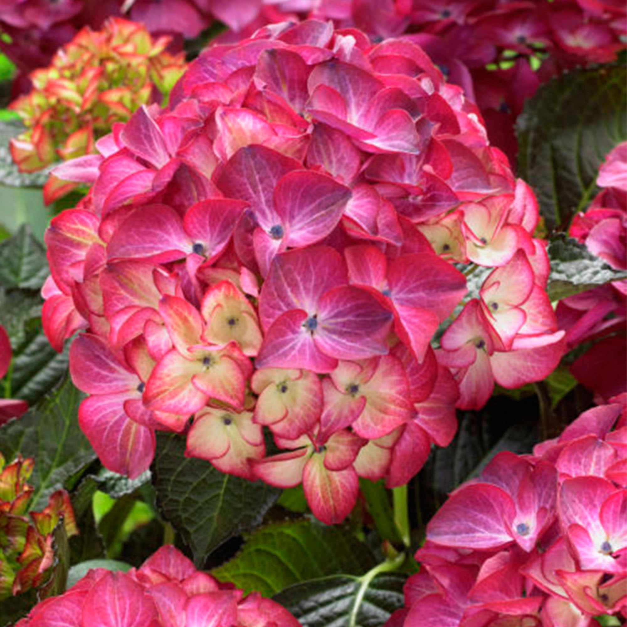 Buy ornamental shrubs now Bigleaf hydrangea Hydrangea 'Dark Angel' Red ...