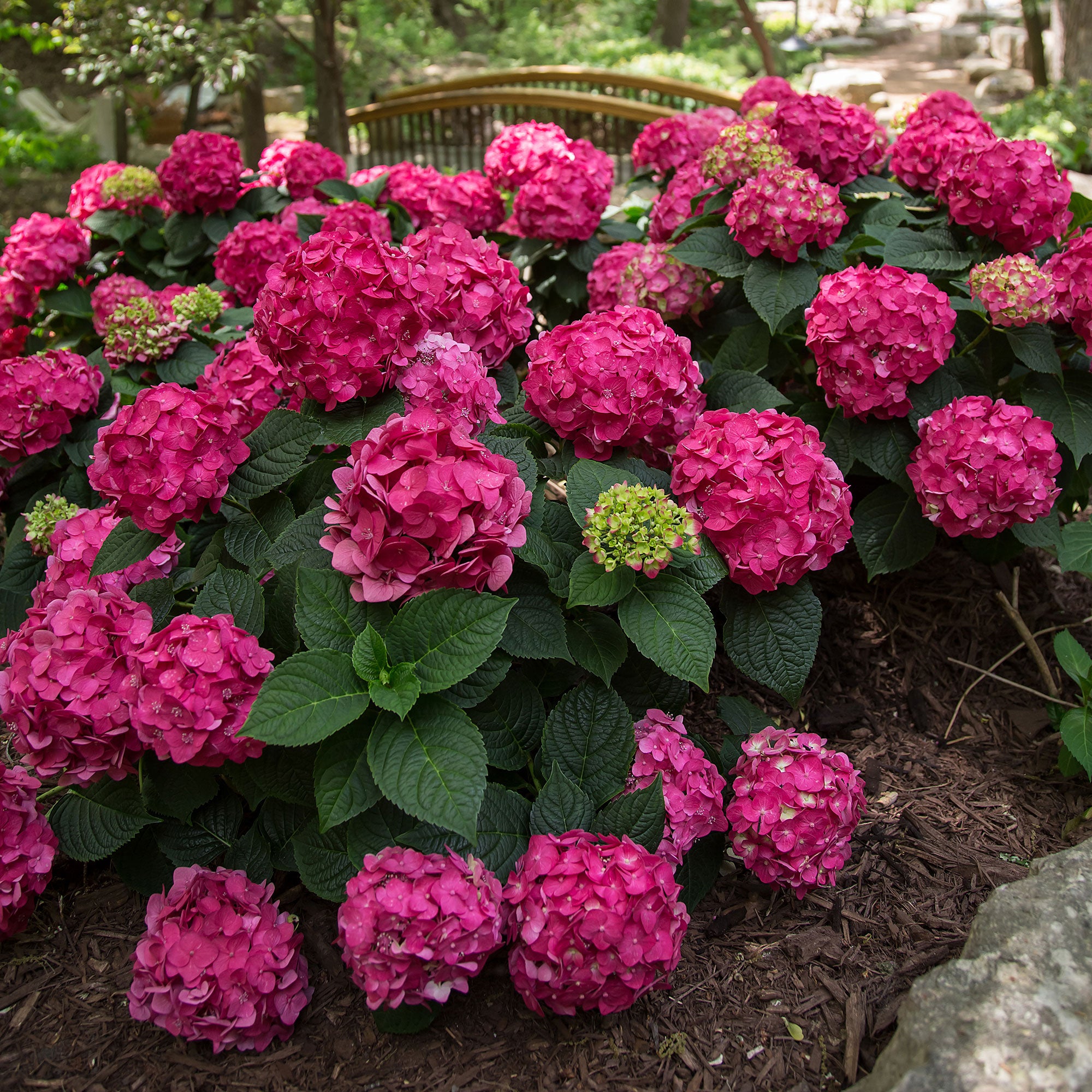 Buy ornamental shrubs now Bigleaf hydrangea Hydrangea 'Summer Love' Red ...