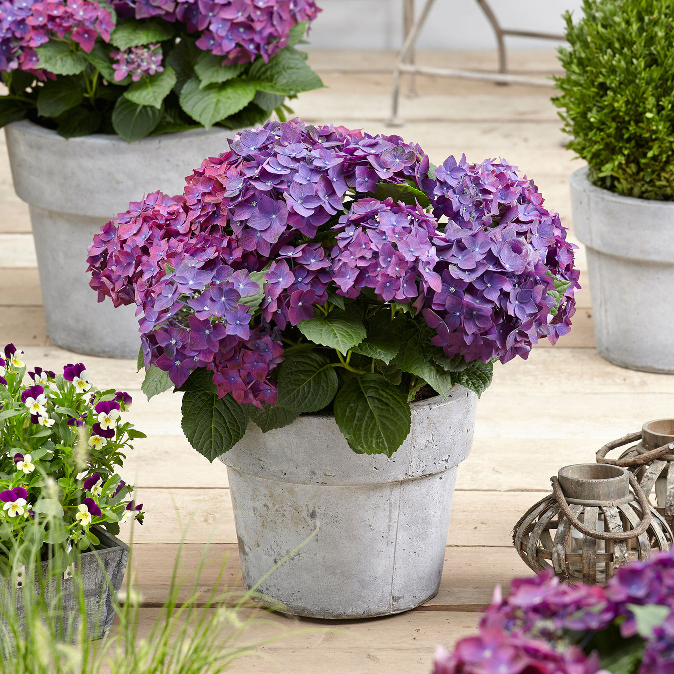 Buy ornamental shrubs now Hydrangea 'Deep Purple Dance' purple - Hardy ...