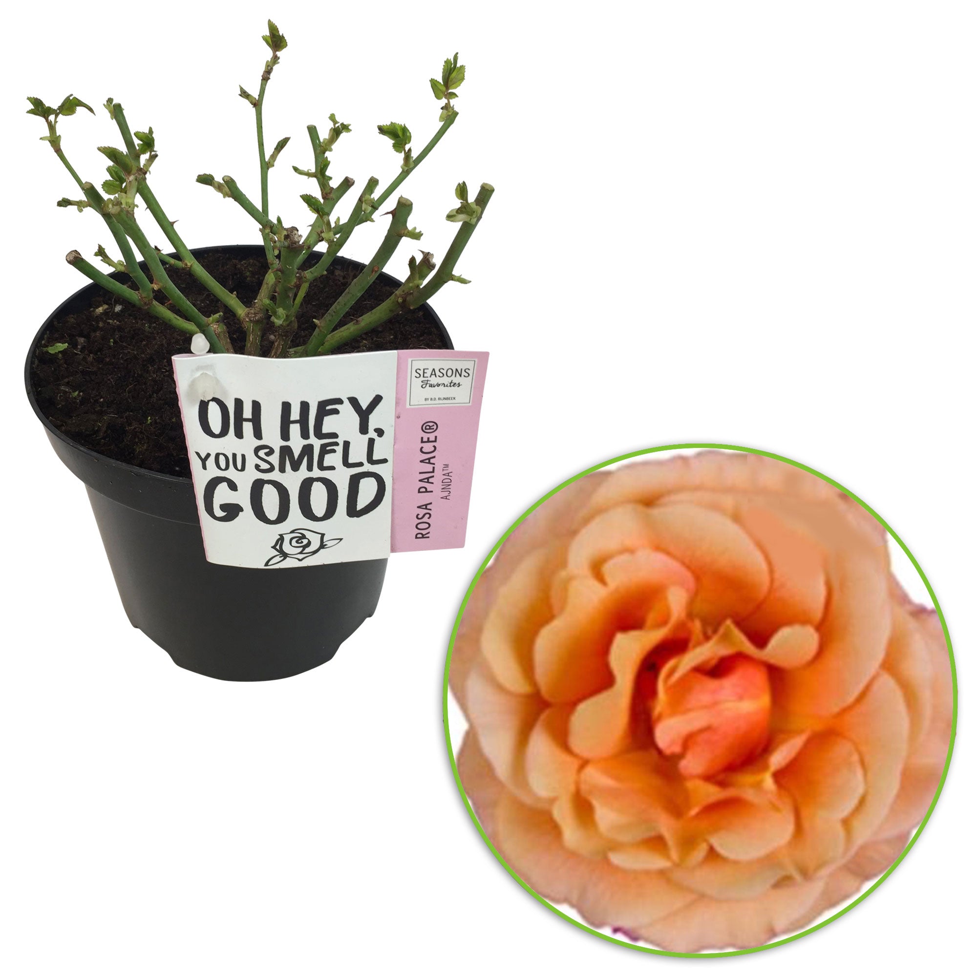 Buy house plants now Large-flowered Indoor Rose Rosa grandiflora Yellow ...